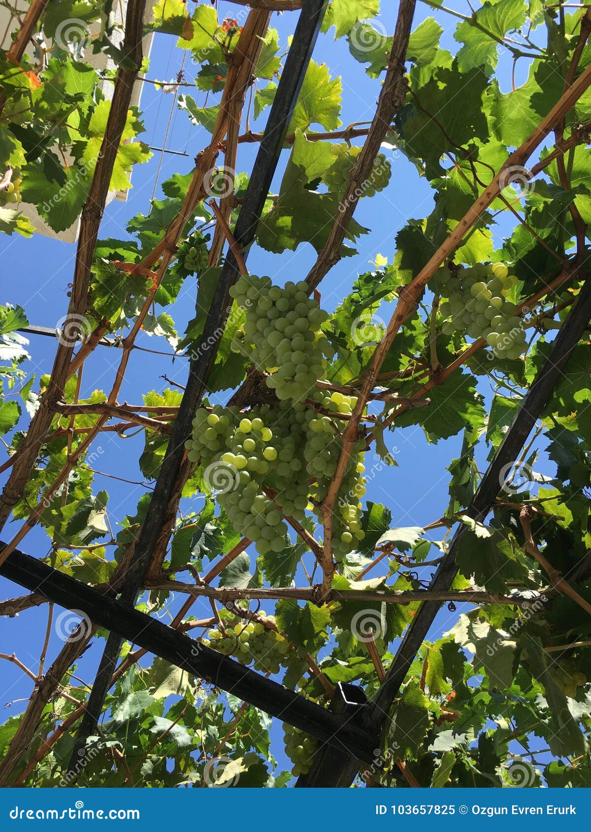 Grape Clusters, Grape Grain Stock Image - Image of black, decoration ...