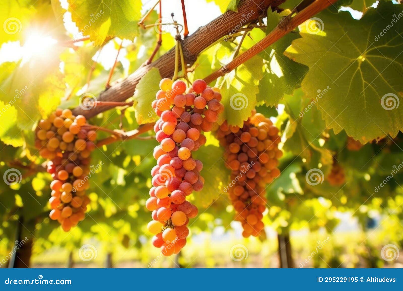 Grape Clusters Hanging on Vines in Sunlight Stock Image - Image of ...