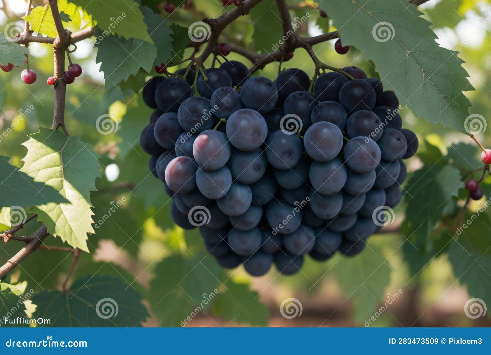 Grape Clusters on a Vine Ready for Harvest Stock Illustration ...
