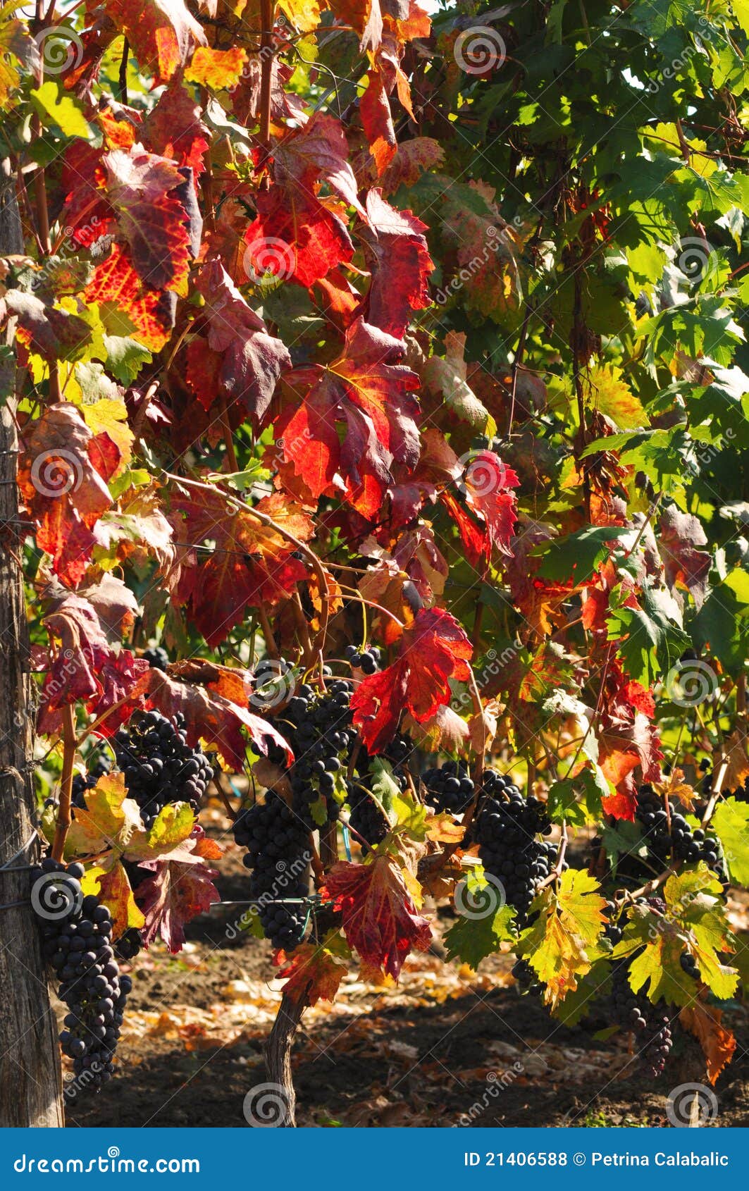 Grape clusters on vinetree stock photo. Image of autumn - 21406588