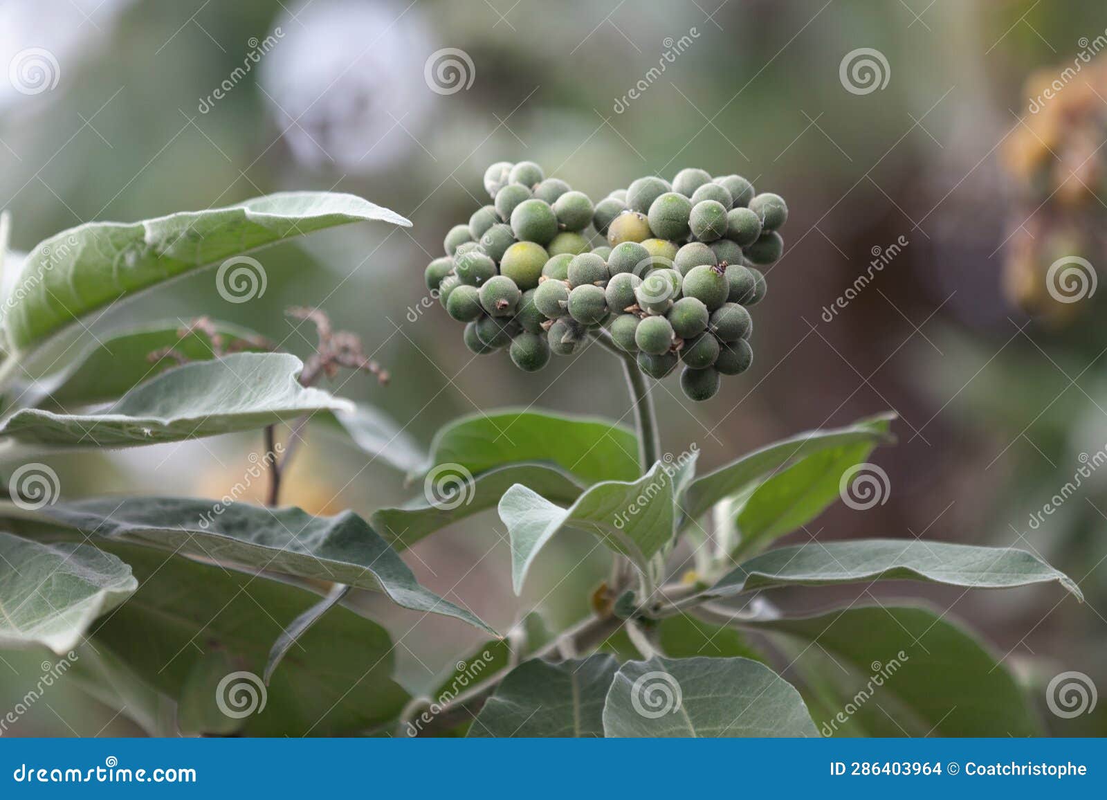 Grape of coffee beans stock photo. Image of beans, closeup - 286403964