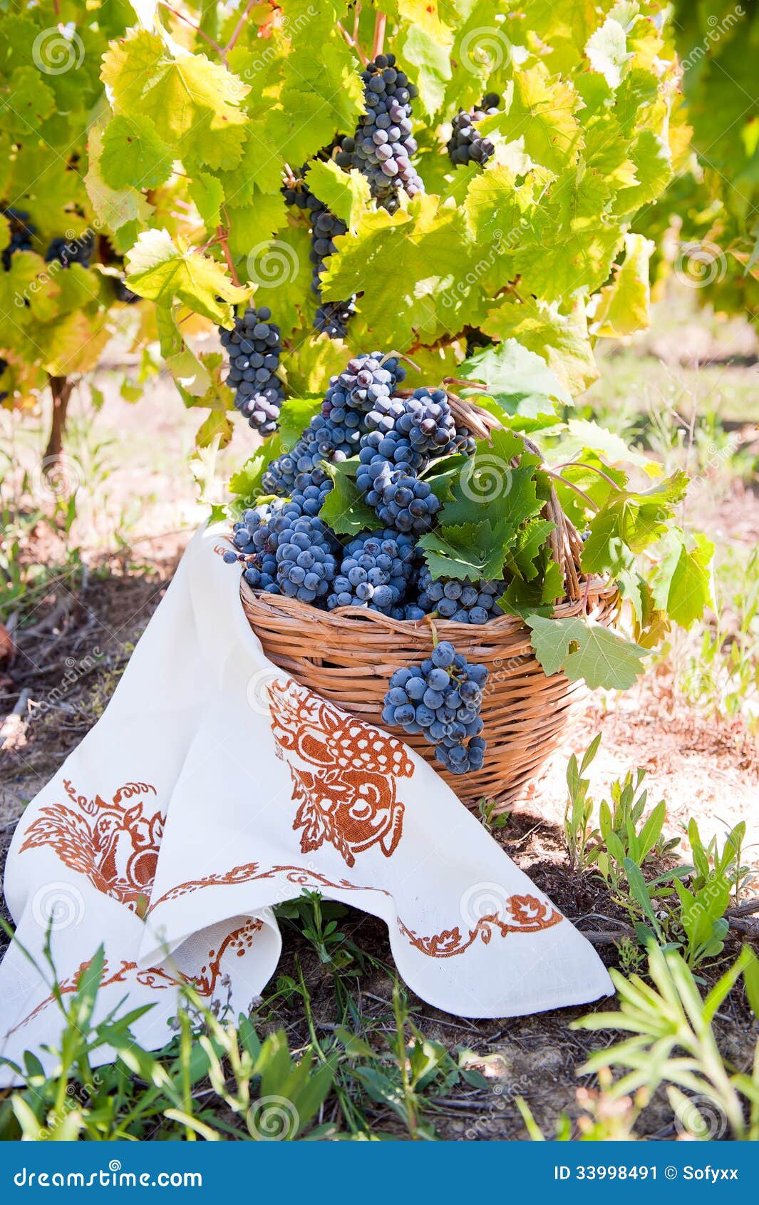 Grape Composition in Vineyard Stock Image - Image of colors, leaf: 33998491