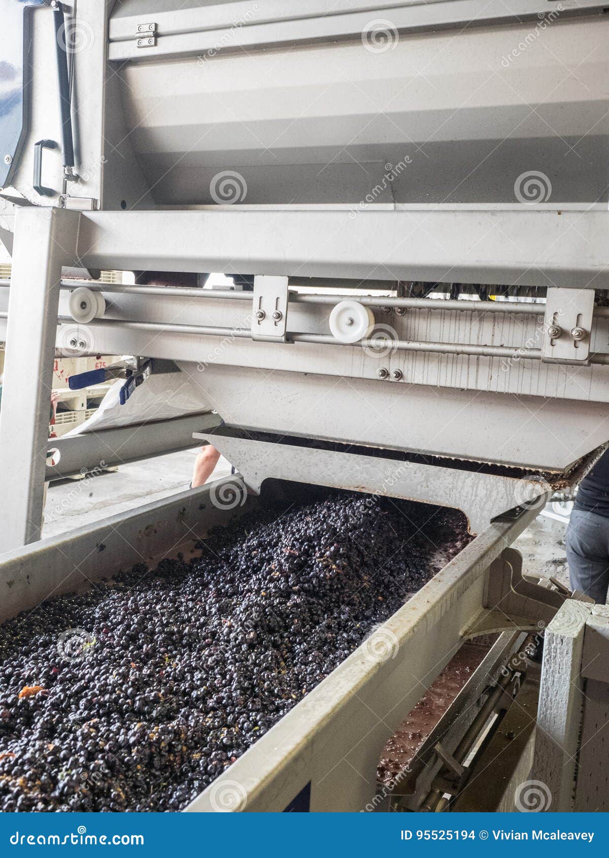 Grape crusher at winery stock photo. Image of agriculture - 95525194