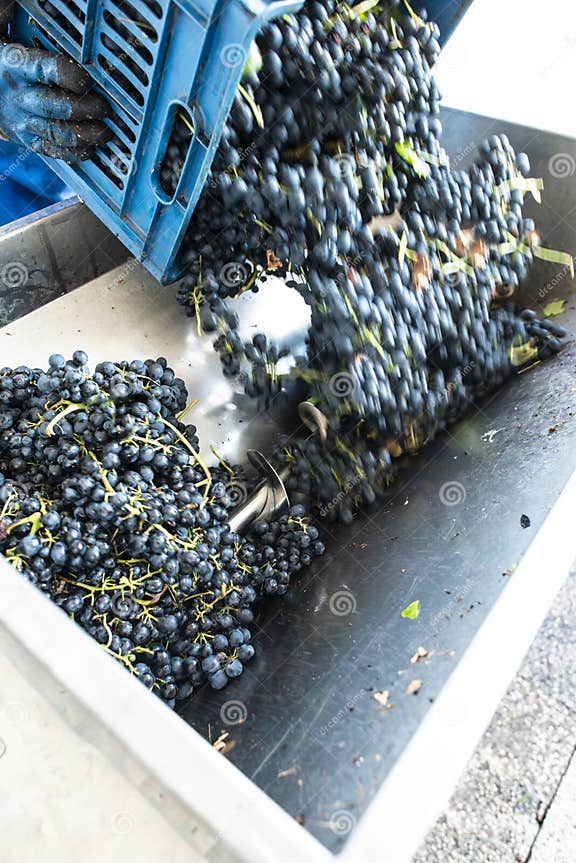 Grape crushing machine stock photo. Image of press, manufacturing ...