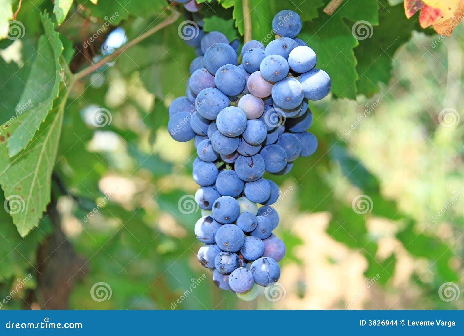 449 Grape Curl Stock Photos - Free & Royalty-Free Stock Photos from ...