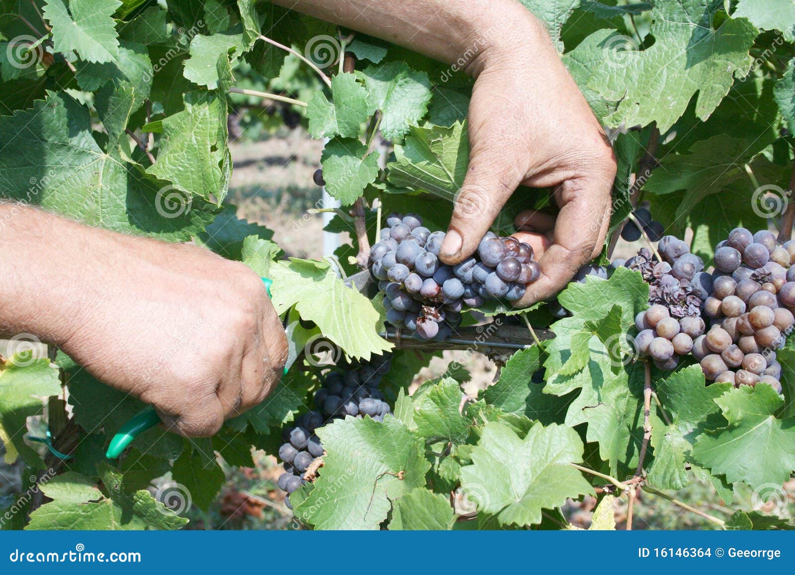 Grape cut in vineyards stock photo. Image of land, beverage - 16146364
