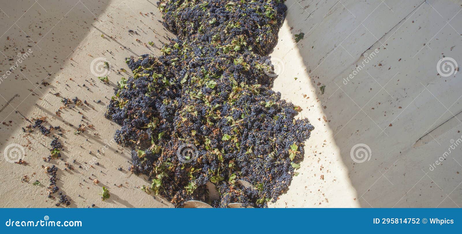 Grape Destemmer in Action during Winemaking Process Stock Photo - Image ...