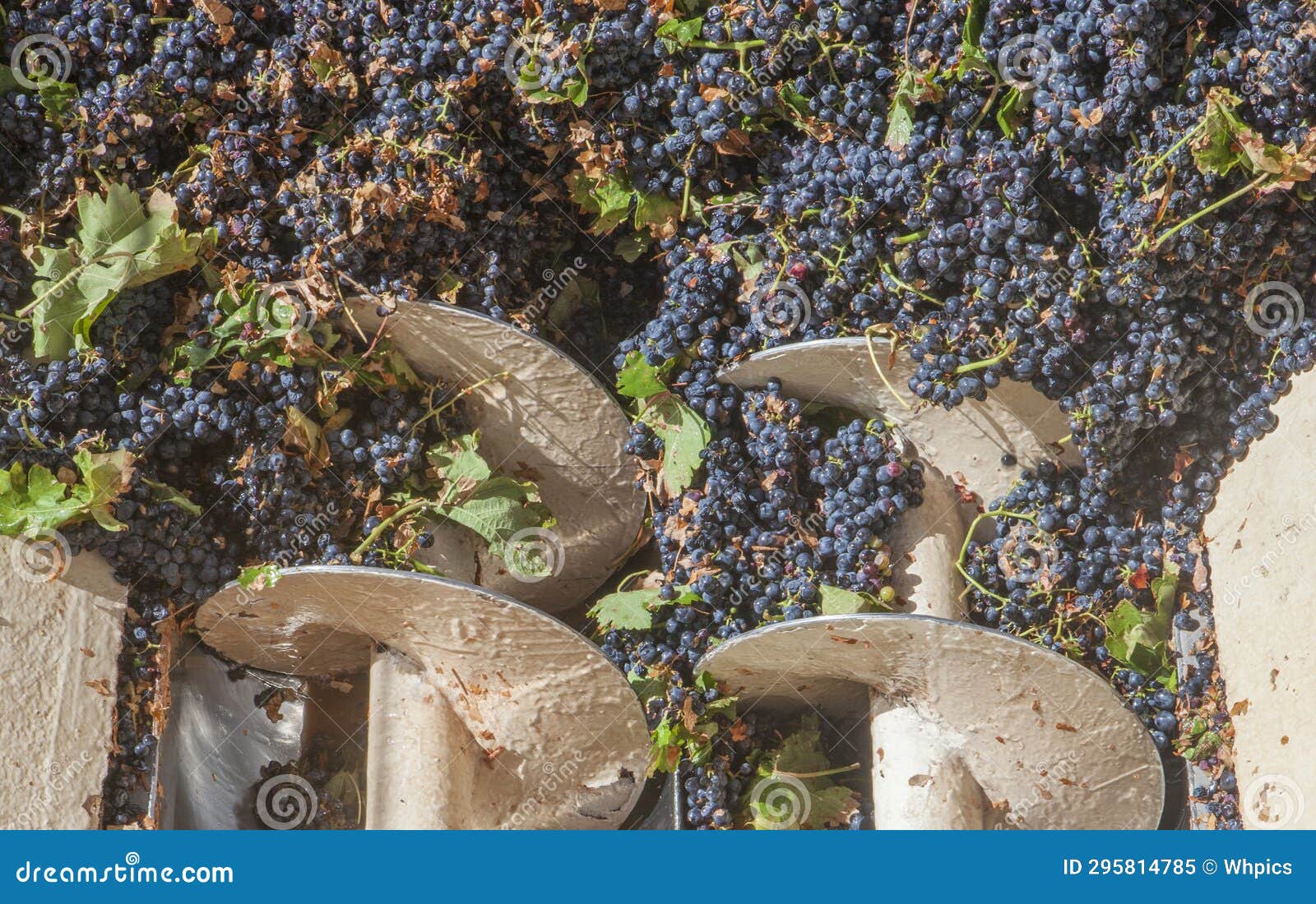 Grape Destemmer in Action during Winemaking Process Stock Image - Image ...