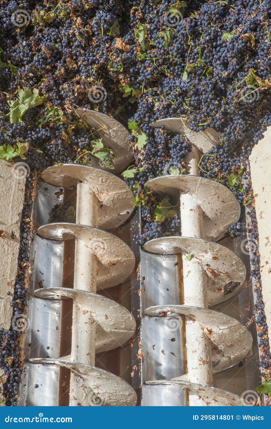Grape Destemmer in Action during Winemaking Process Stock Image - Image ...