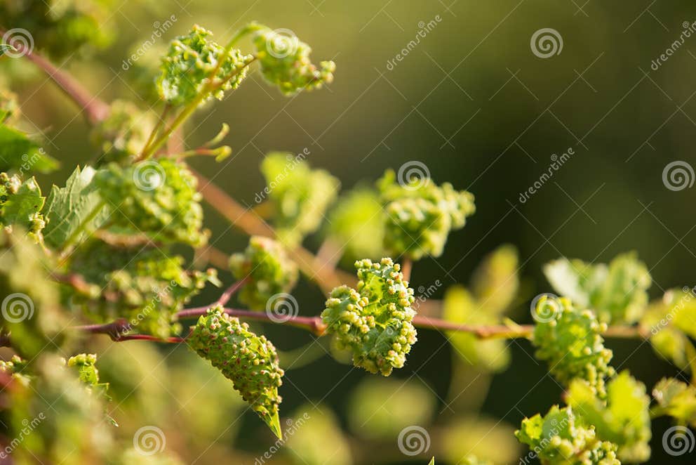 Grape Disease, Grapevine is Affected by Pests Stock Photo - Image of ...
