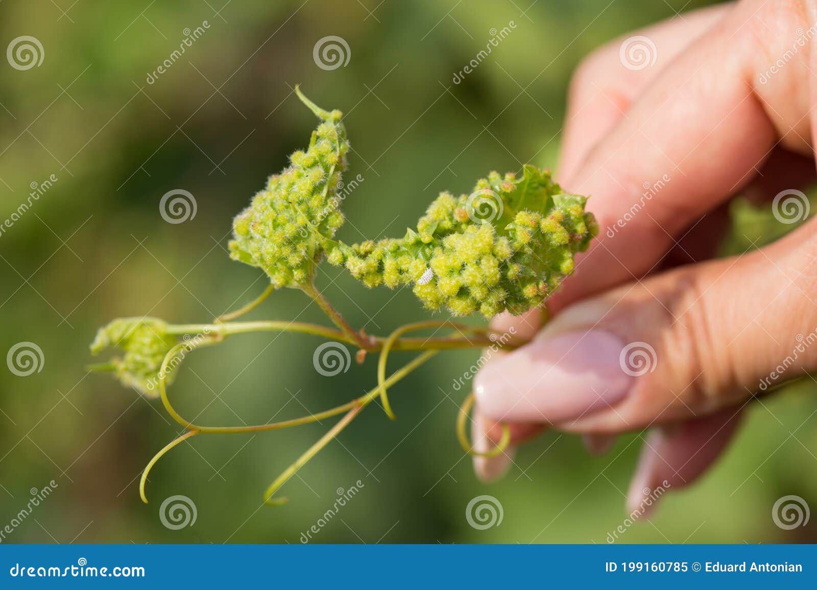 Grape Disease, Grapevine is Affected by Pests Stock Image - Image of ...