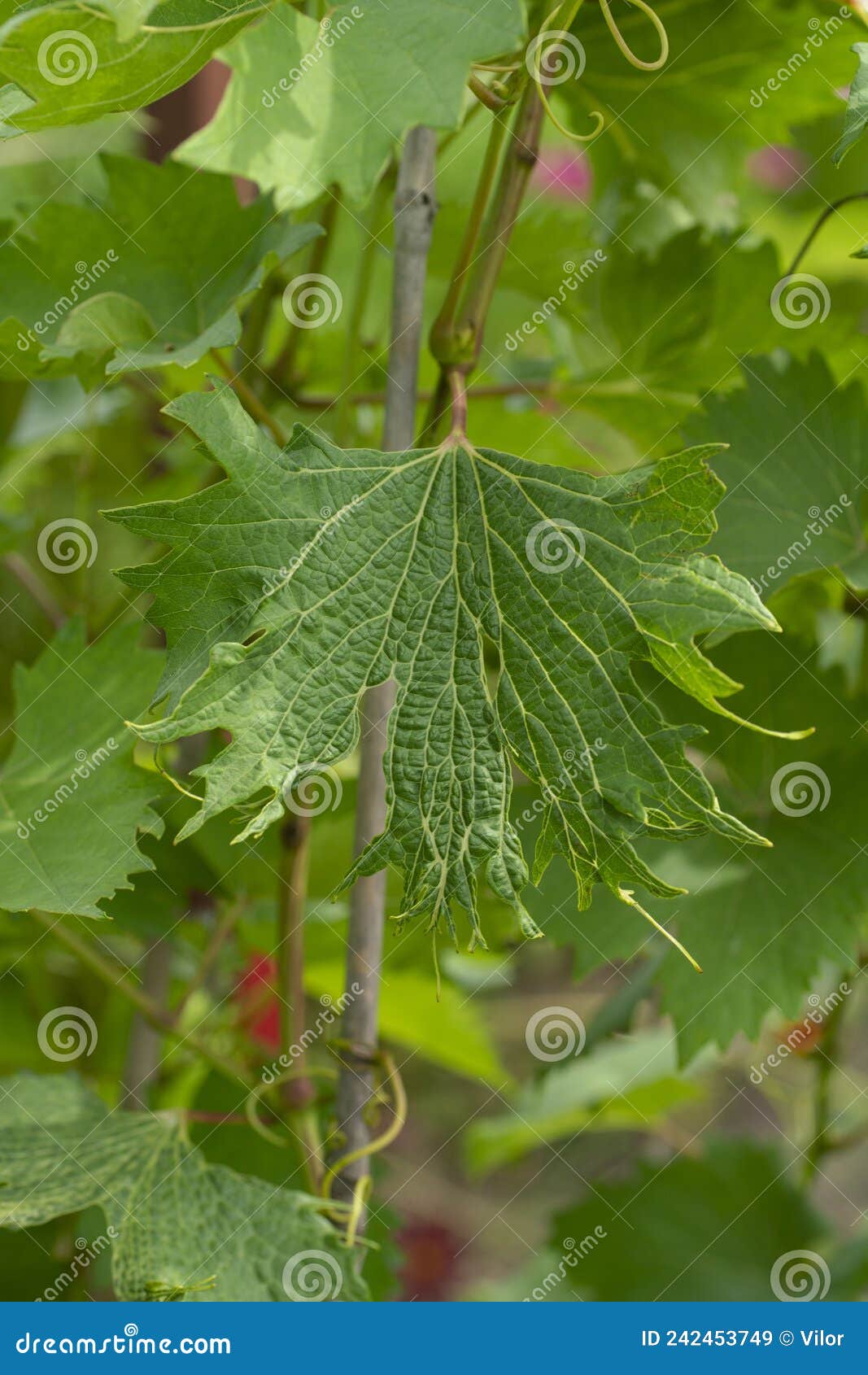 Grape disorder stock image. Image of leaves, damage - 242453749