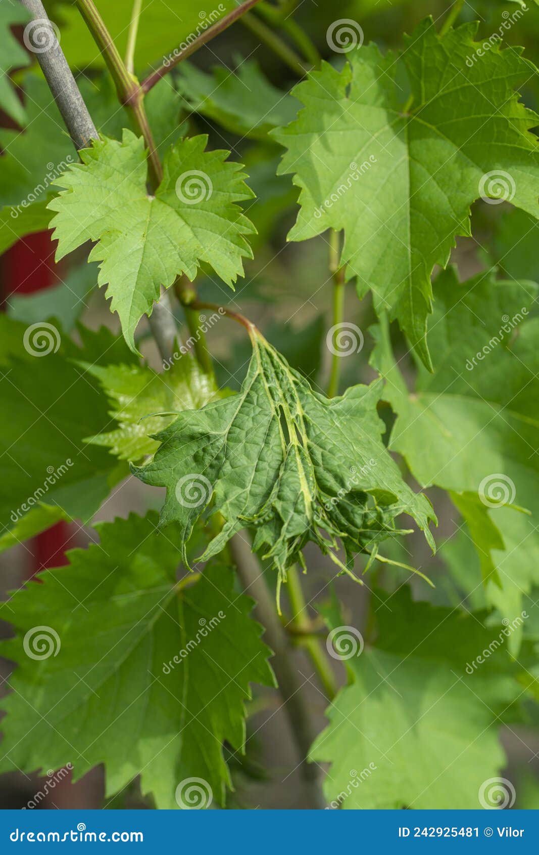 Grape disorder stock image. Image of herbicide, disorder - 242925481