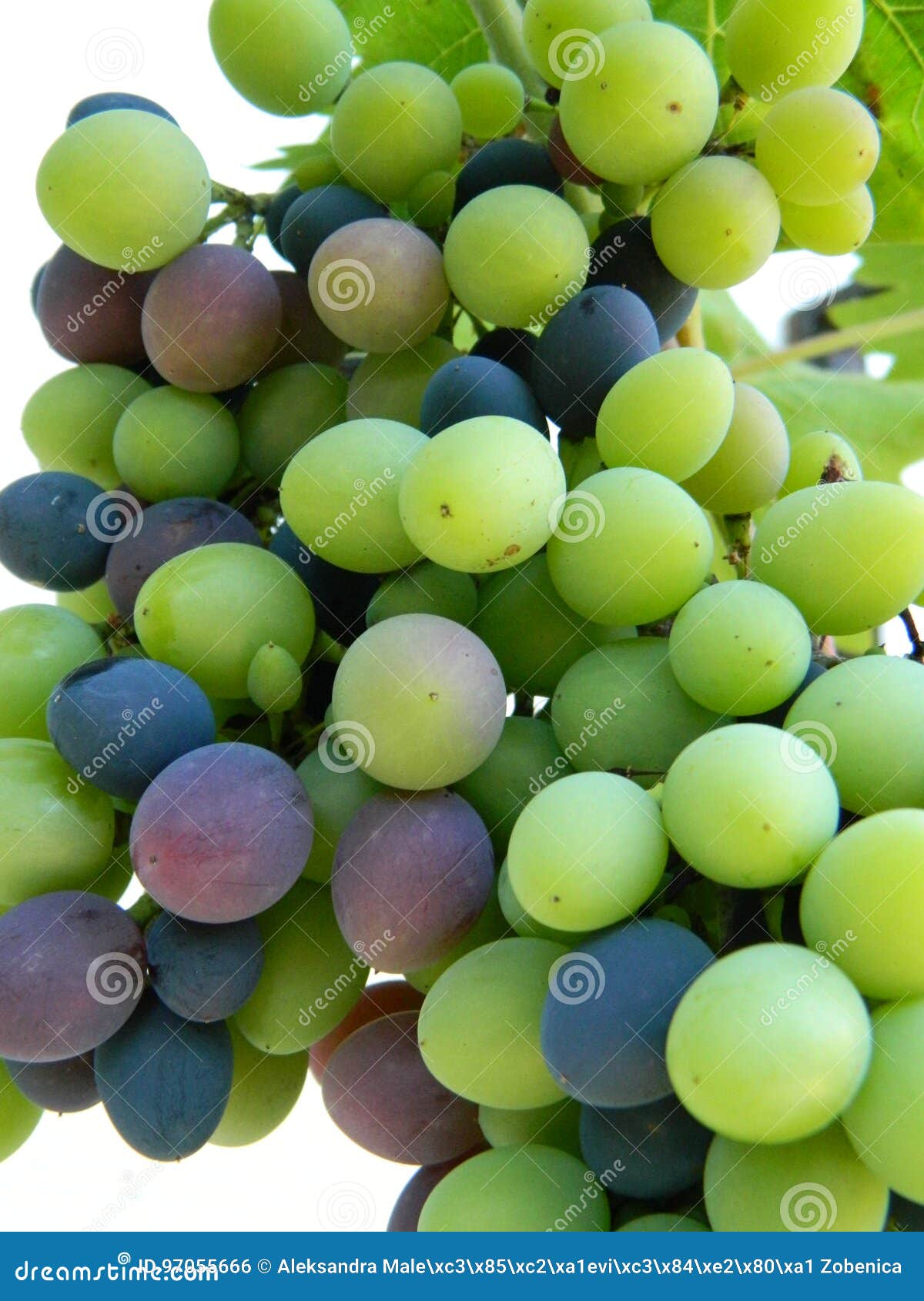 Grape 5 stock photo. Image of grapes, agriculture, grape - 97055666