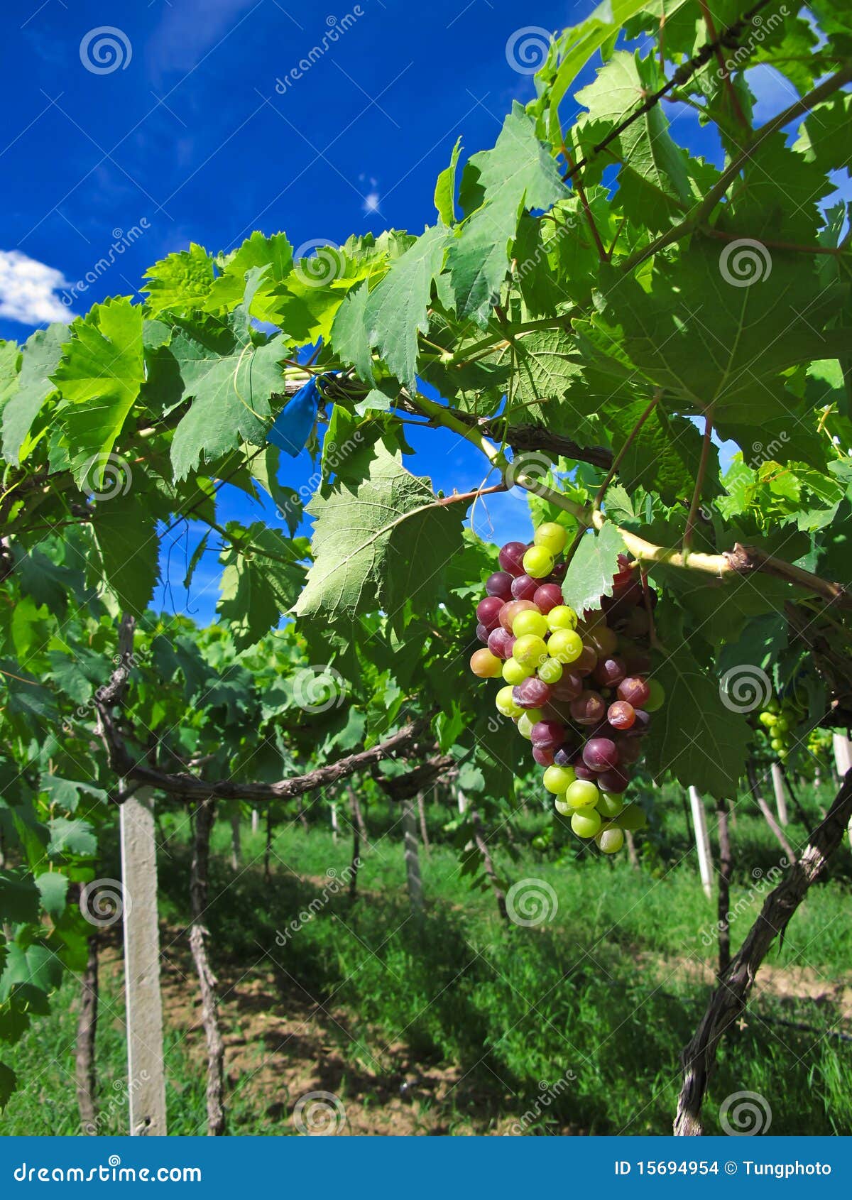 Grape Farm stock photo. Image of pinot, country, fruit - 15694954