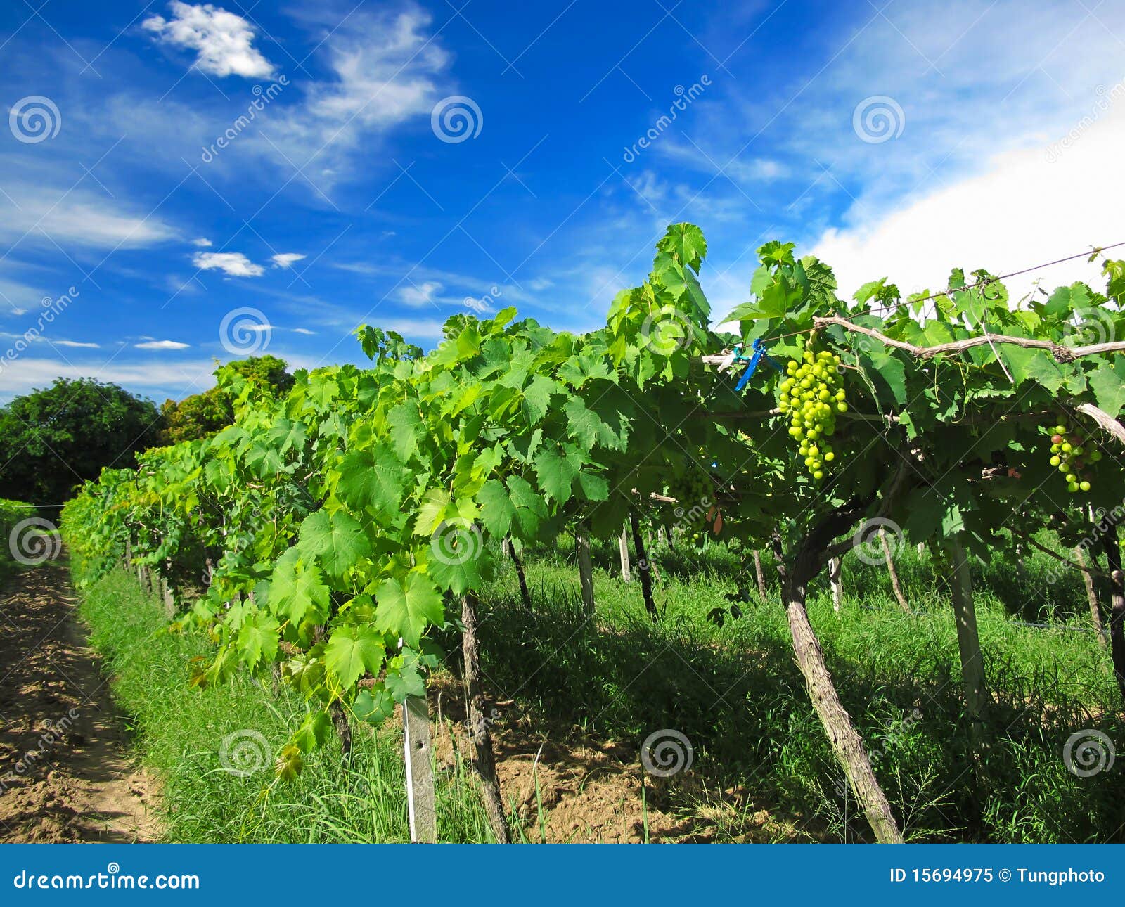 Grape Farm stock image. Image of crop, ripe, harvest - 15694975