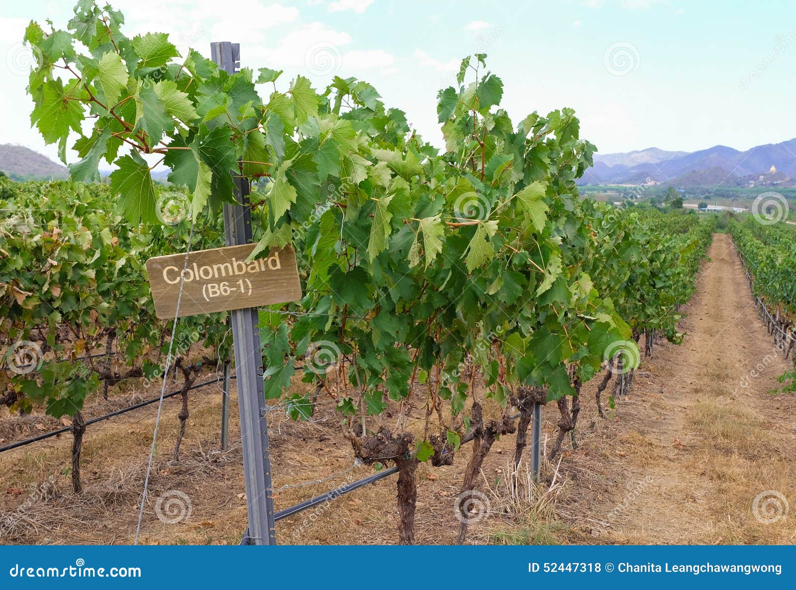 Grape farm stock photo. Image of grow, green, crop, farm - 52447318