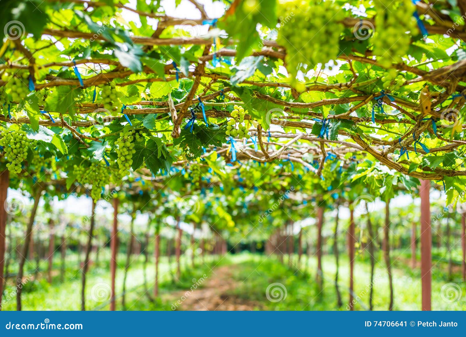 Grape Farm in the Countryside Stock Image - Image of countryside, field ...
