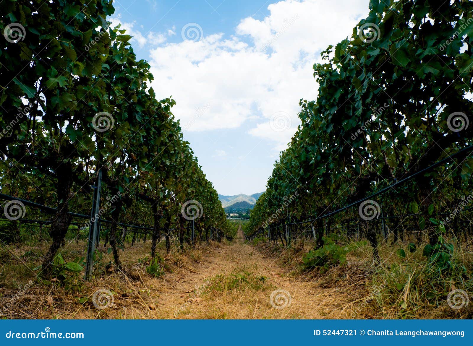 Grape farm stock image. Image of country, grow, icon - 52447321