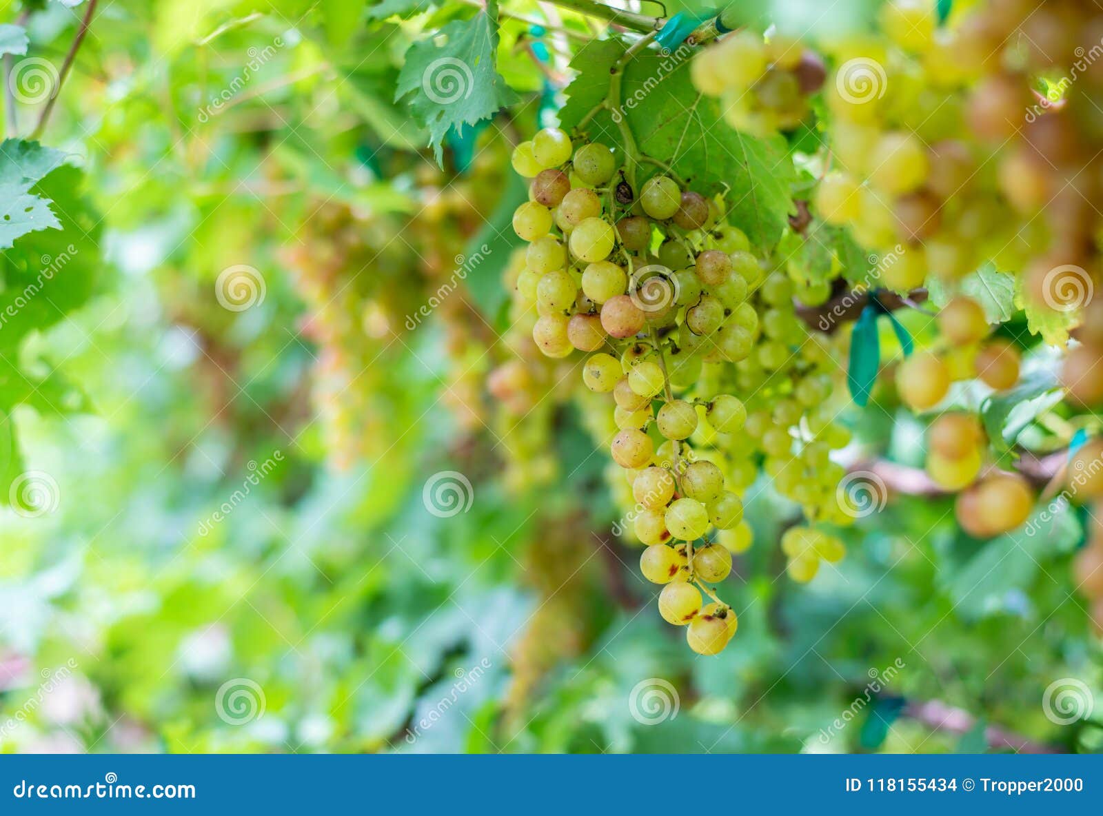 Grape in the farm stock photo. Image of background, bunch - 118155434