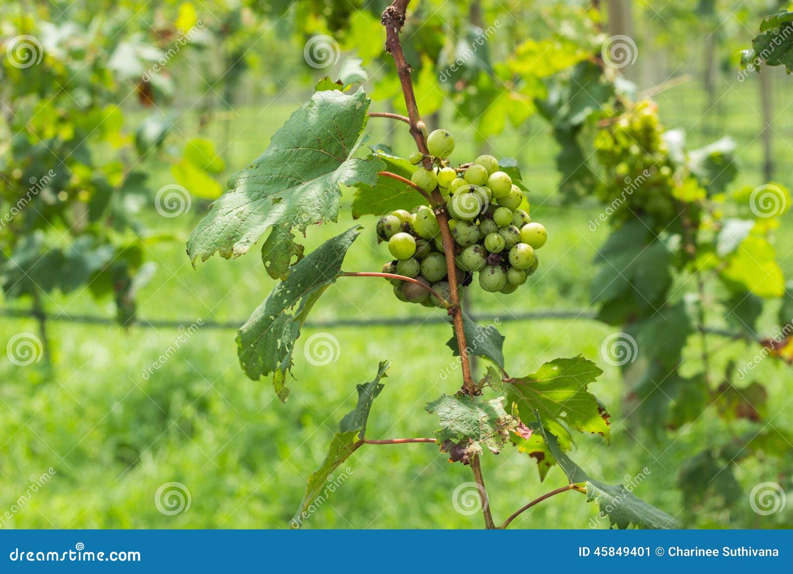 Grape farm stock image. Image of green, plant, vine, fruit - 45849401