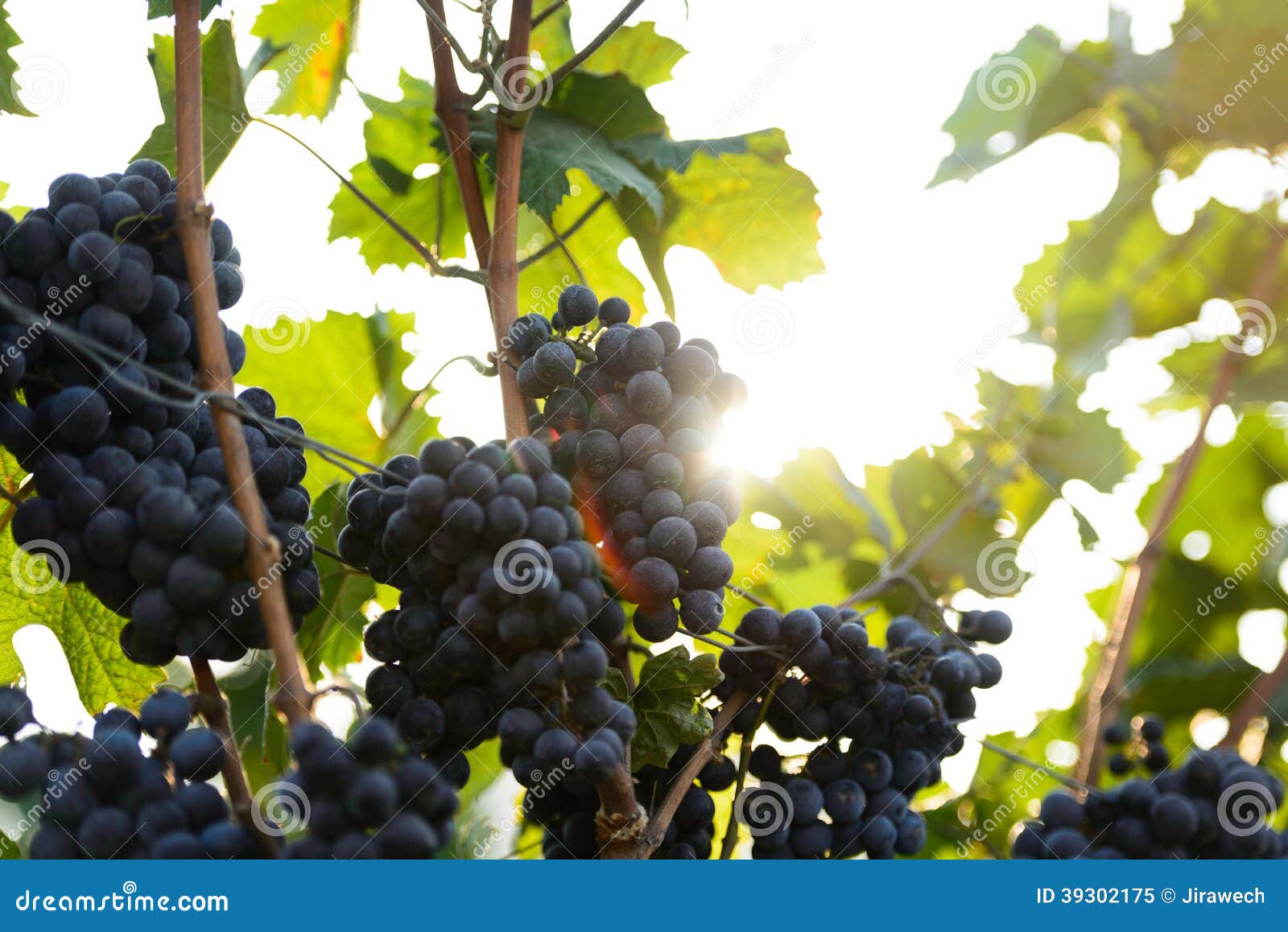 Grape in the farm stock image. Image of leaf, nature - 39302175