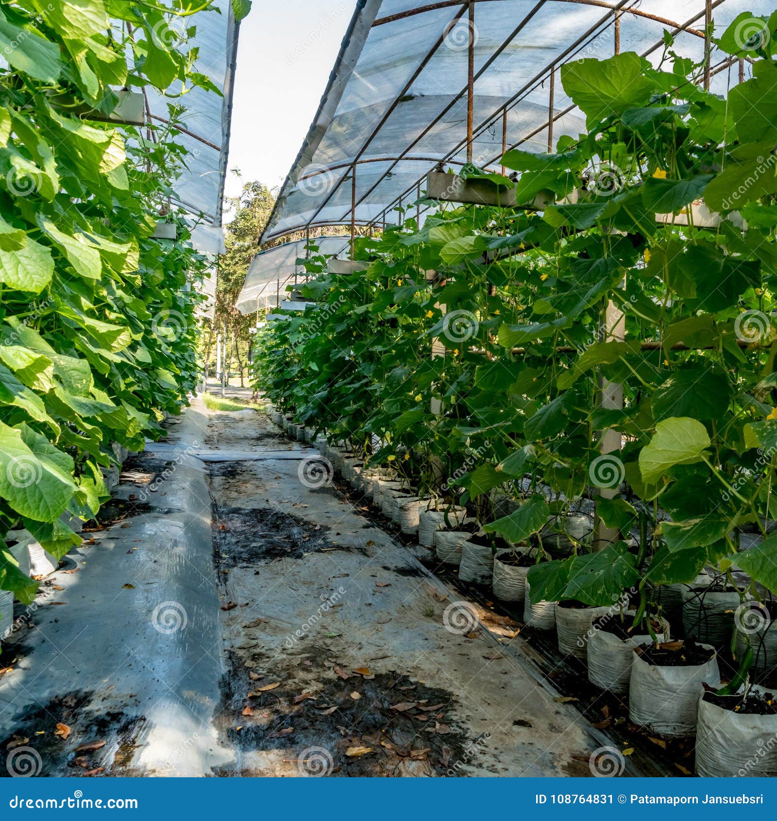 Image of grape farm stock image. Image of ripe, tropical - 108764831