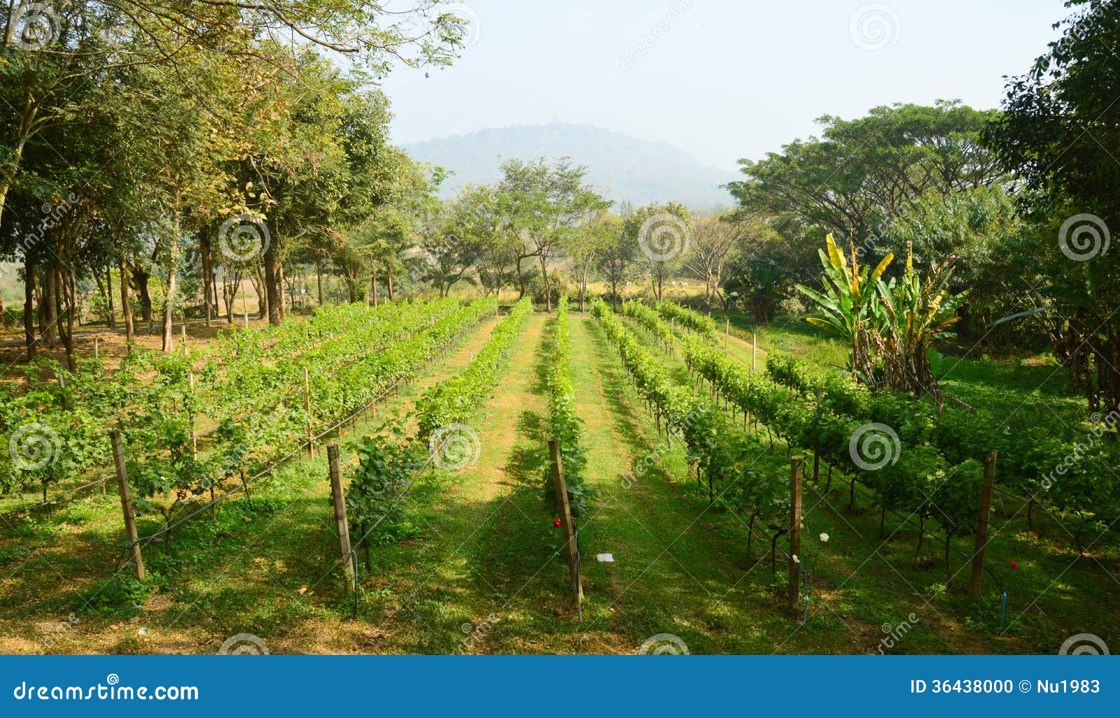 Grape farm stock photo. Image of countryside, background - 36438000