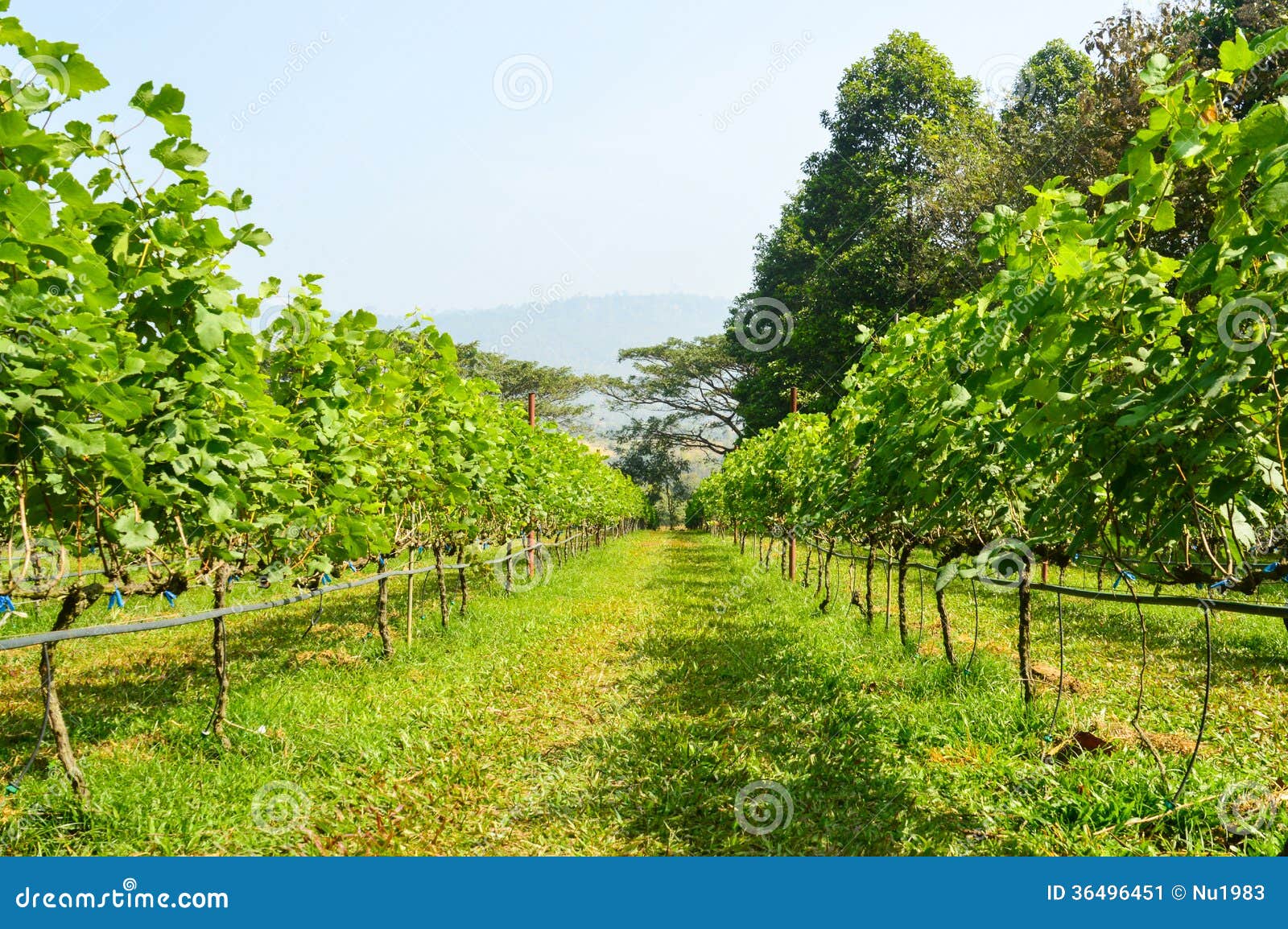 Grape farm stock image. Image of landscape, countryside - 36496451