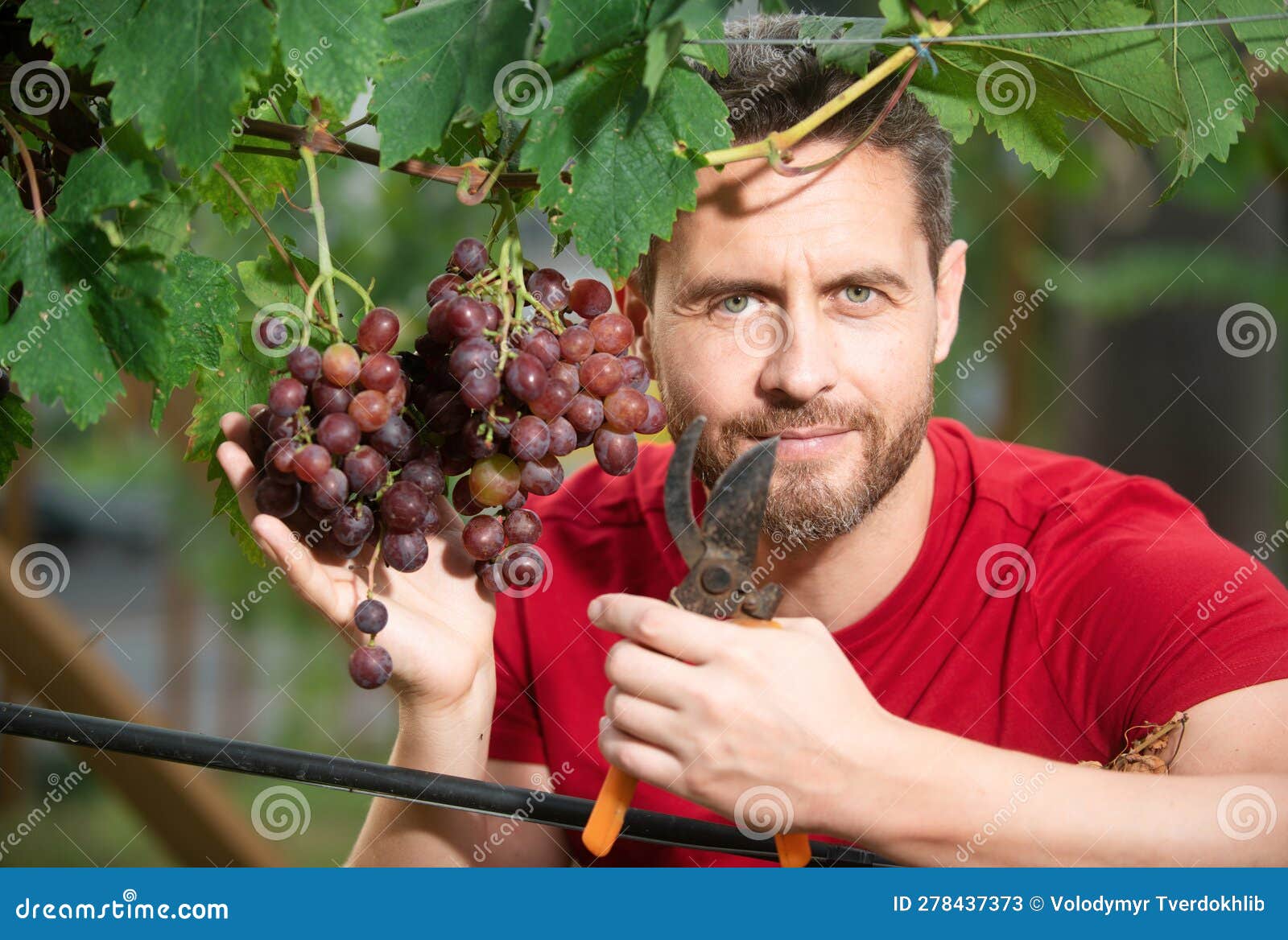 Grape Farmer Cutting Grapes. Farmer Holding Grapes in Hand in the ...