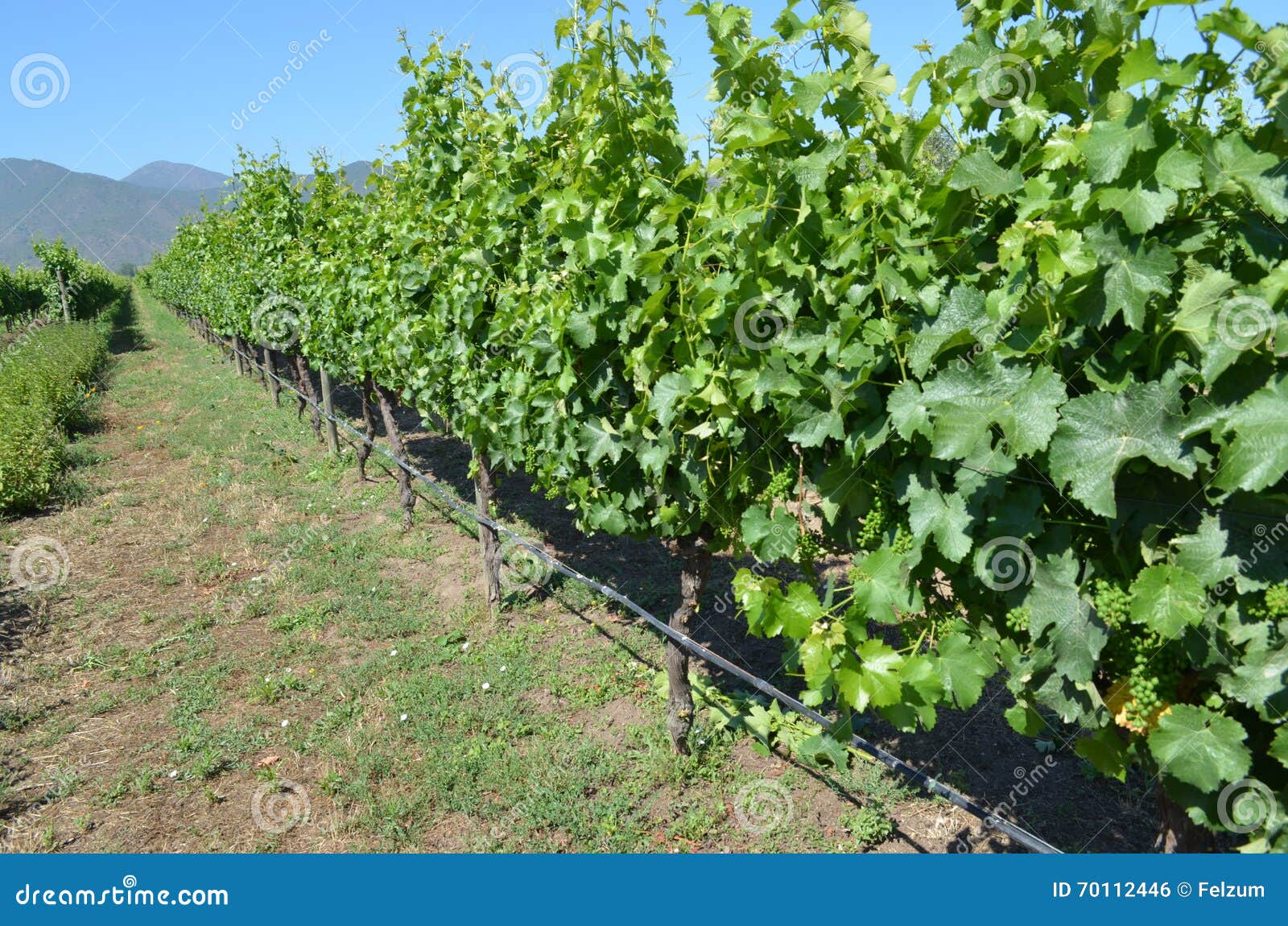 Grape farming stock photo. Image of farmer, farming, grape - 70112446