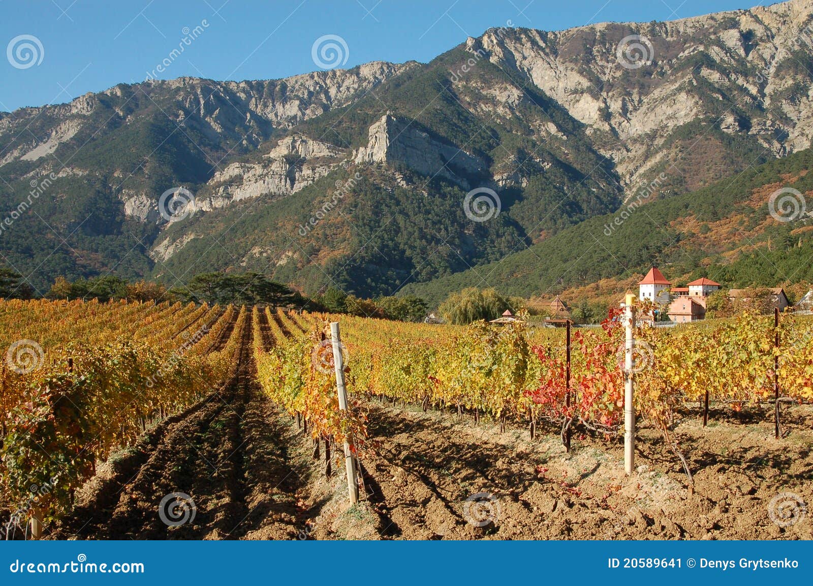 Grape field stock image. Image of landscape, farm, scenic - 20589641