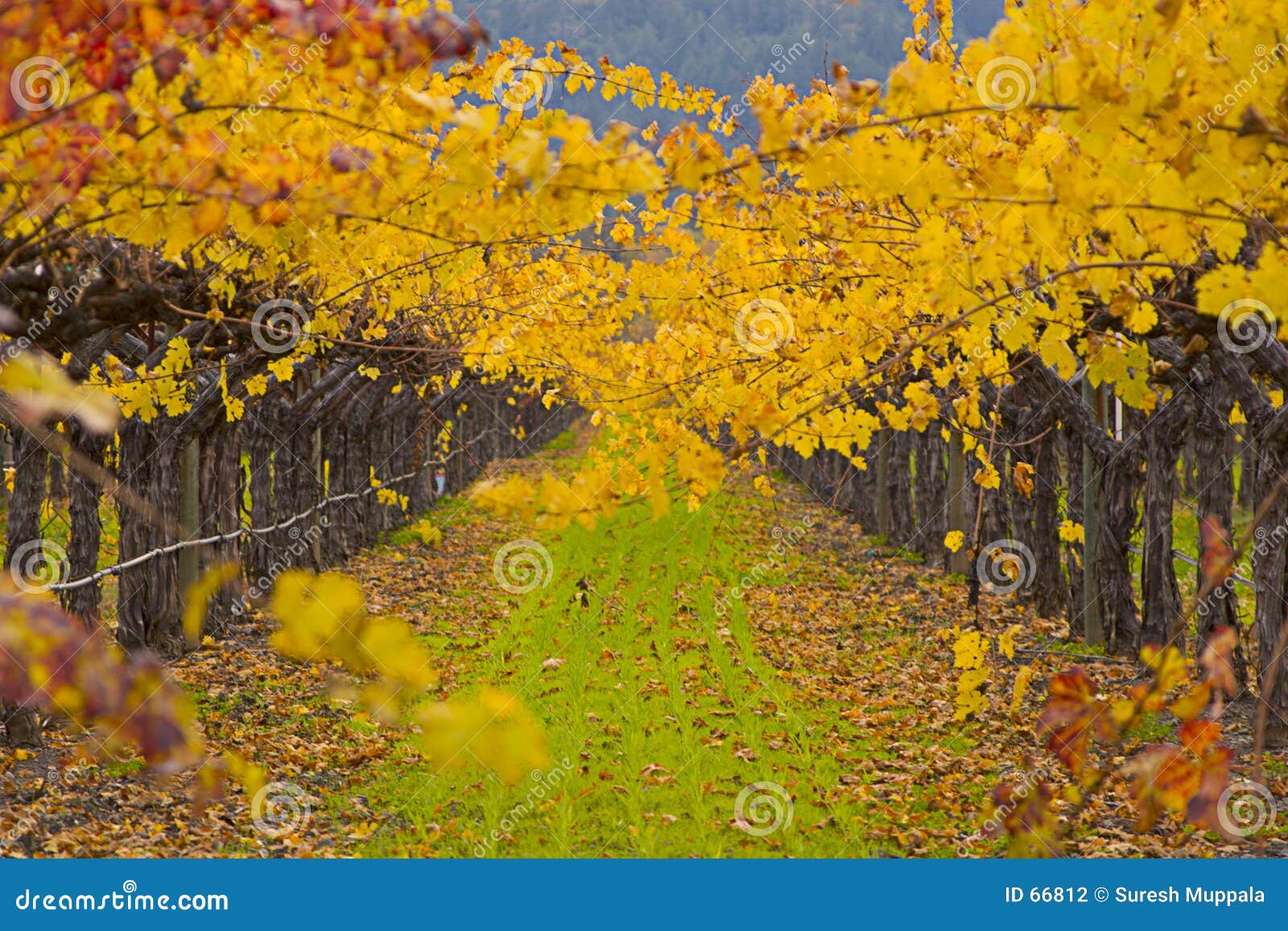 Grape Field stock photo. Image of plants, trees, california - 66812