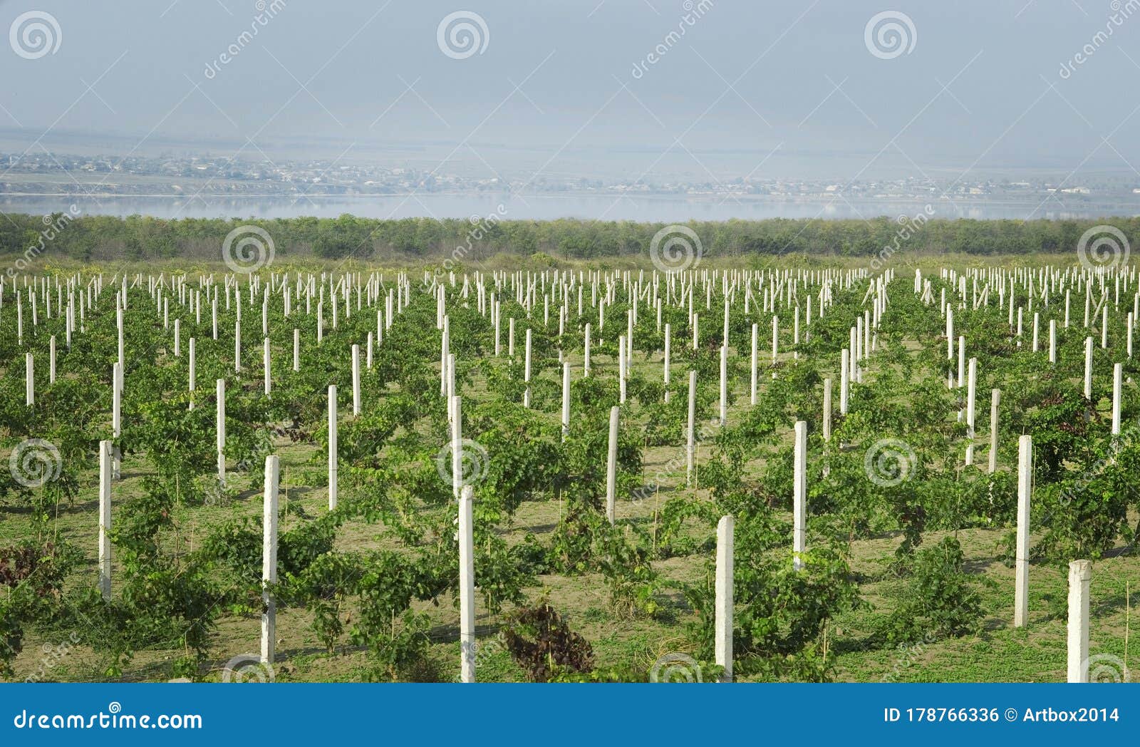 Grape Field with Bunches of Grapes Stock Photo - Image of grapevines ...