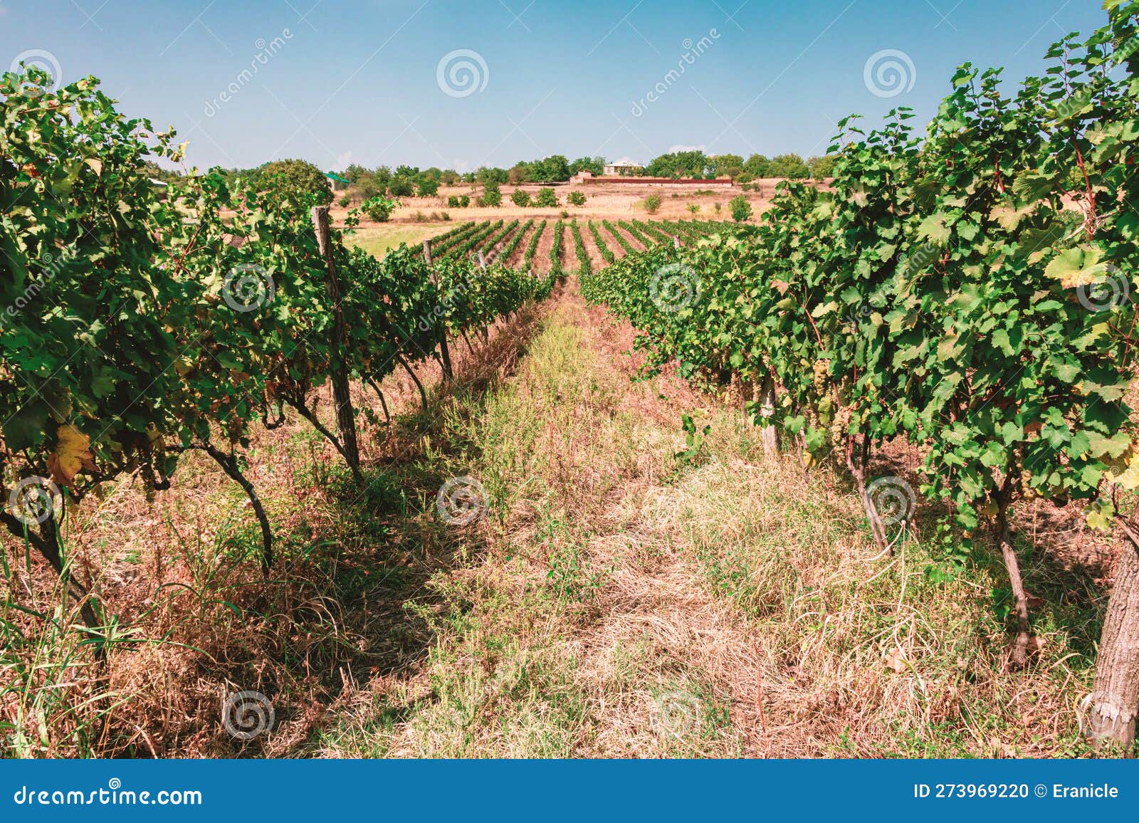 Grape field in Georgia stock photo. Image of tree, landscape - 273969220