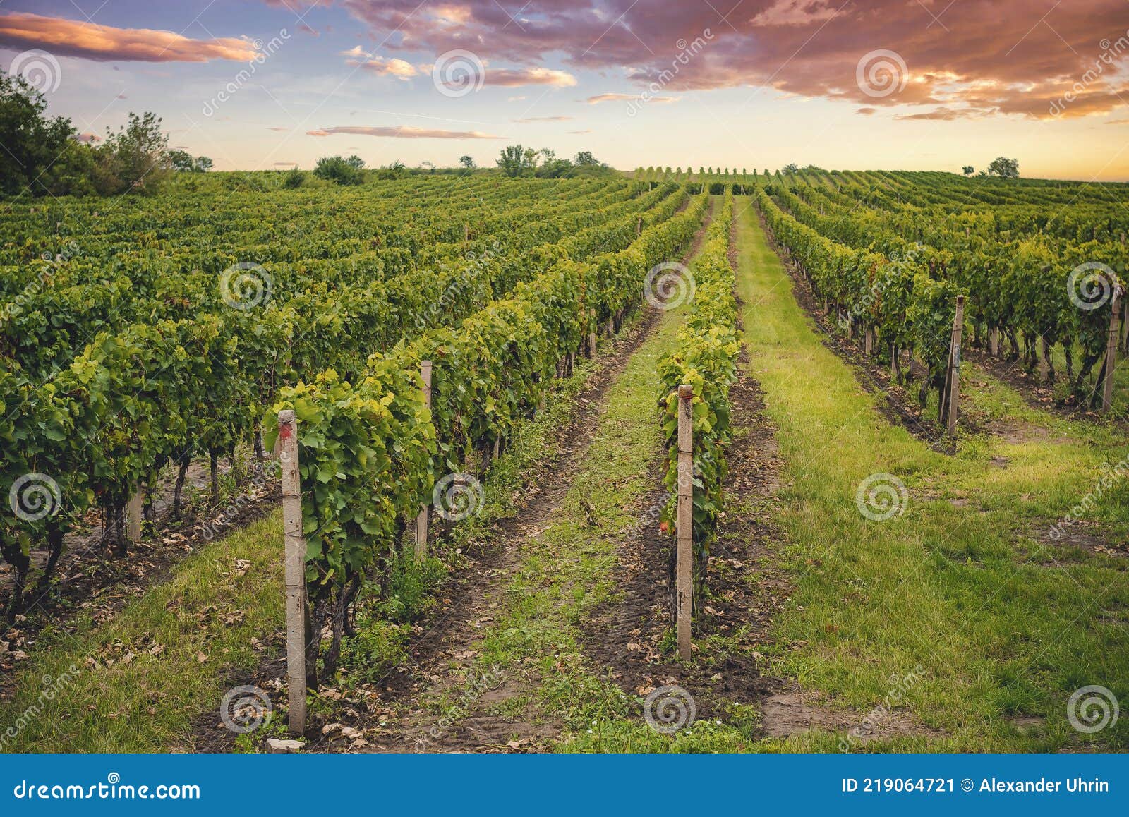 Grape Field Growing for Wine. Vineyard Hills. Summer Scenery with ...