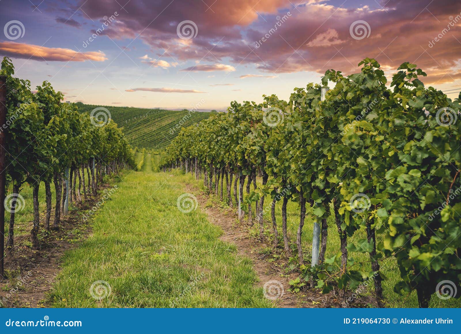 Grape Field Growing for Wine. Vineyard Hills. Summer Scenery with ...