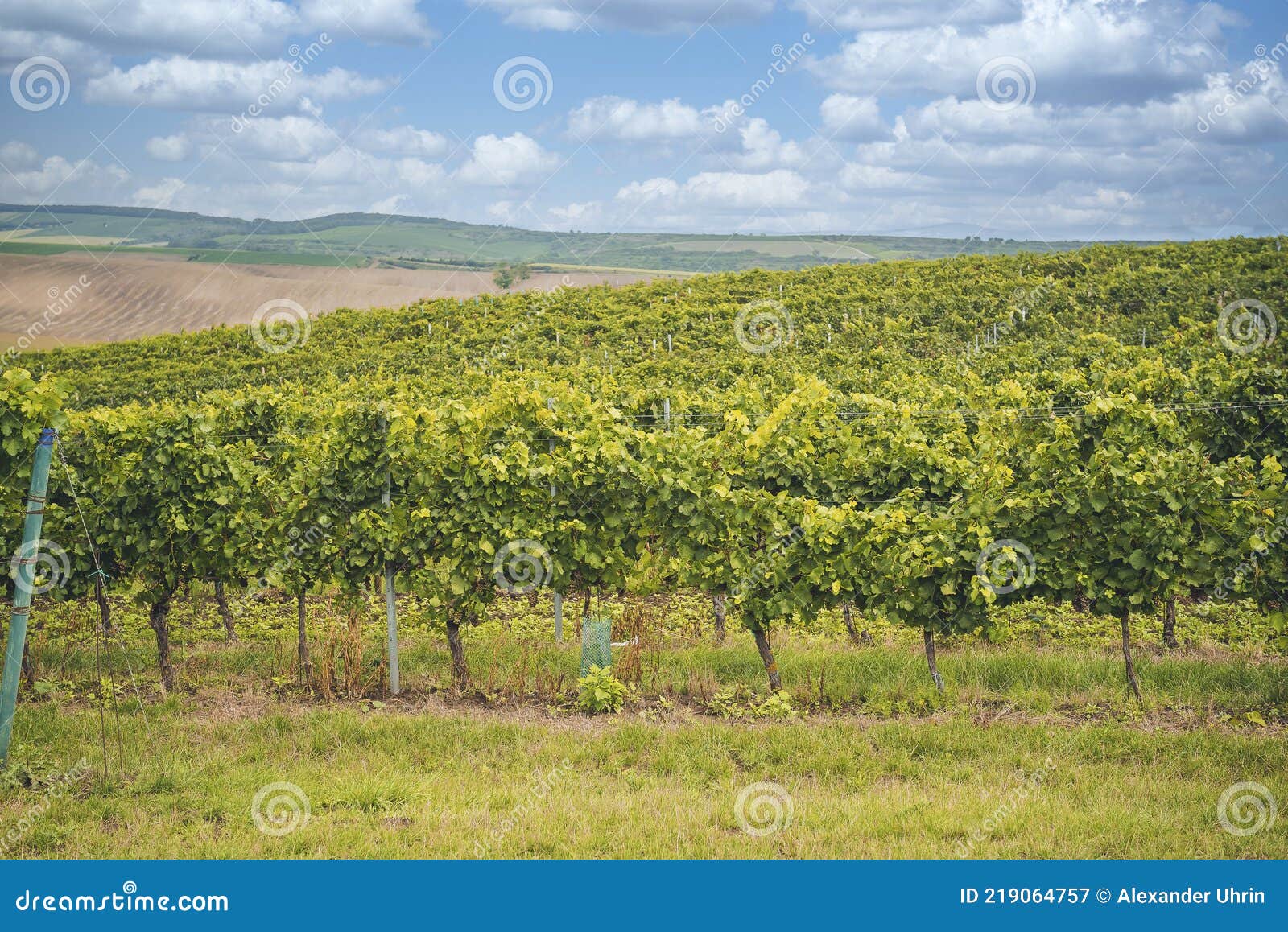 Grape Field Growing for Wine. Vineyard Hills. Summer Scenery with ...