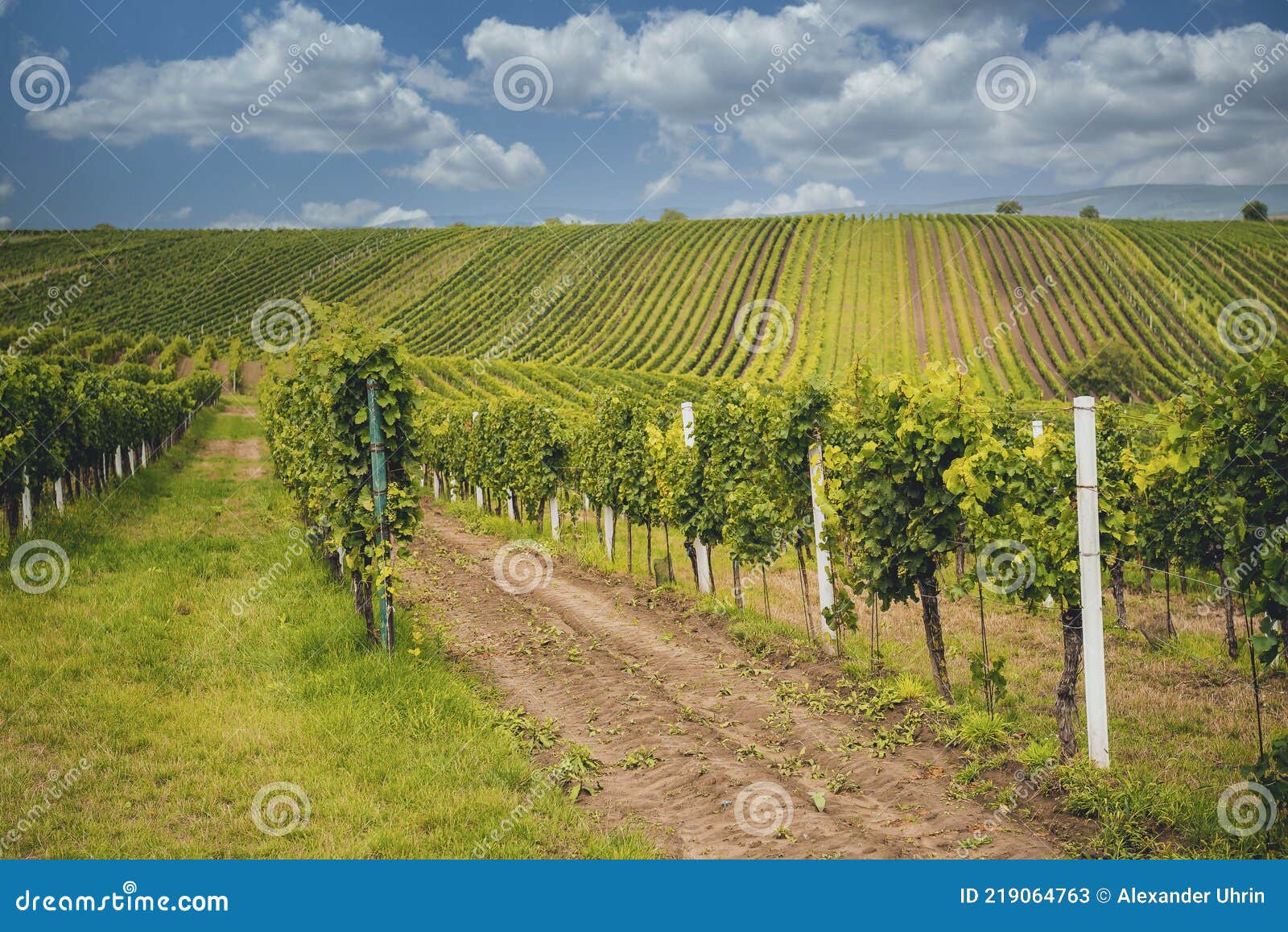 Grape Field Growing for Wine. Vineyard Hills. Summer Scenery with ...