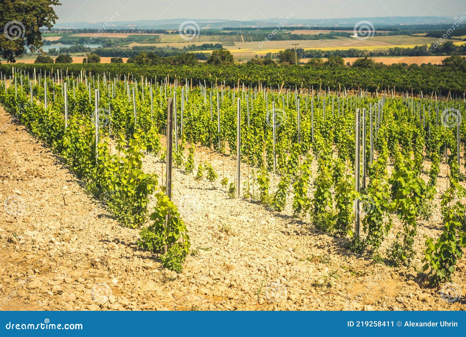 Grape Field Growing for Wine. Vineyard Hills. Summer Scenery with ...