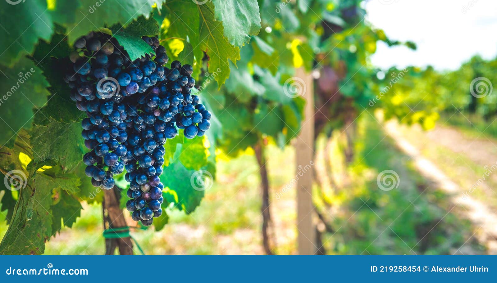 Grape Field Growing for Wine. Vineyard Hills. Summer Scenery with ...