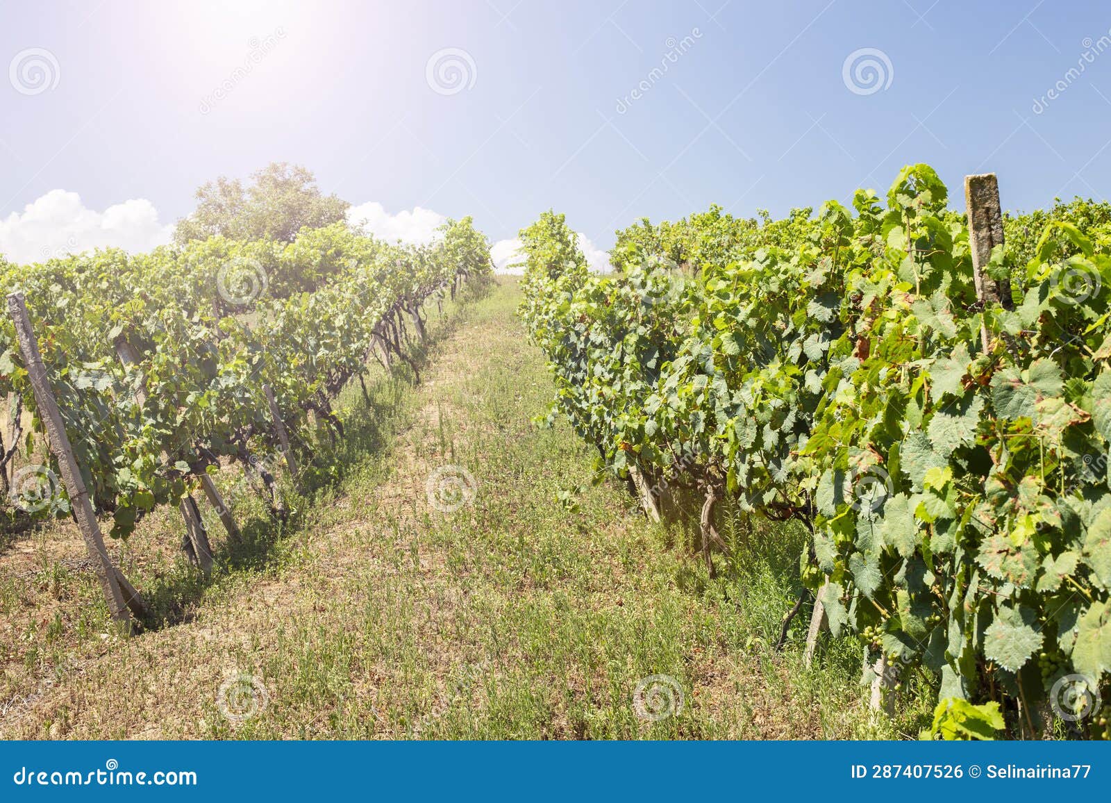 Grape Field Growing for Wine. Vineyard Hills Stock Photo - Image of ...