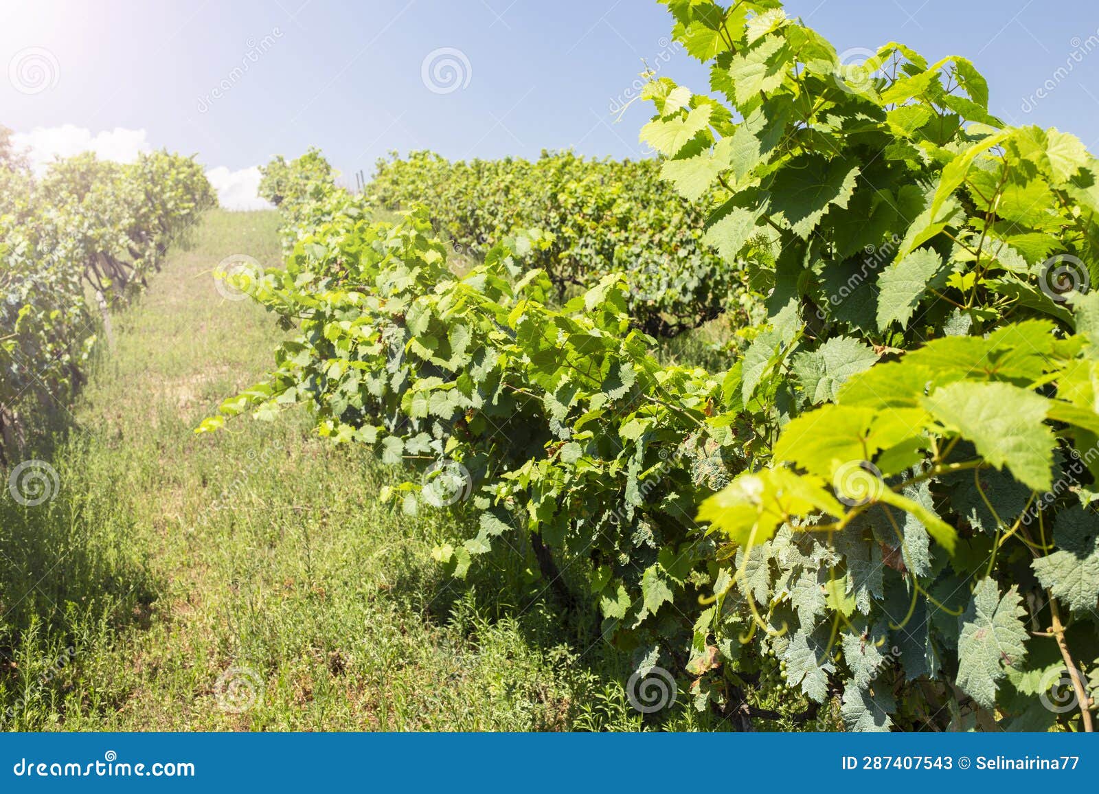 Grape Field Growing for Wine. Vineyard Hills Stock Image - Image of ...