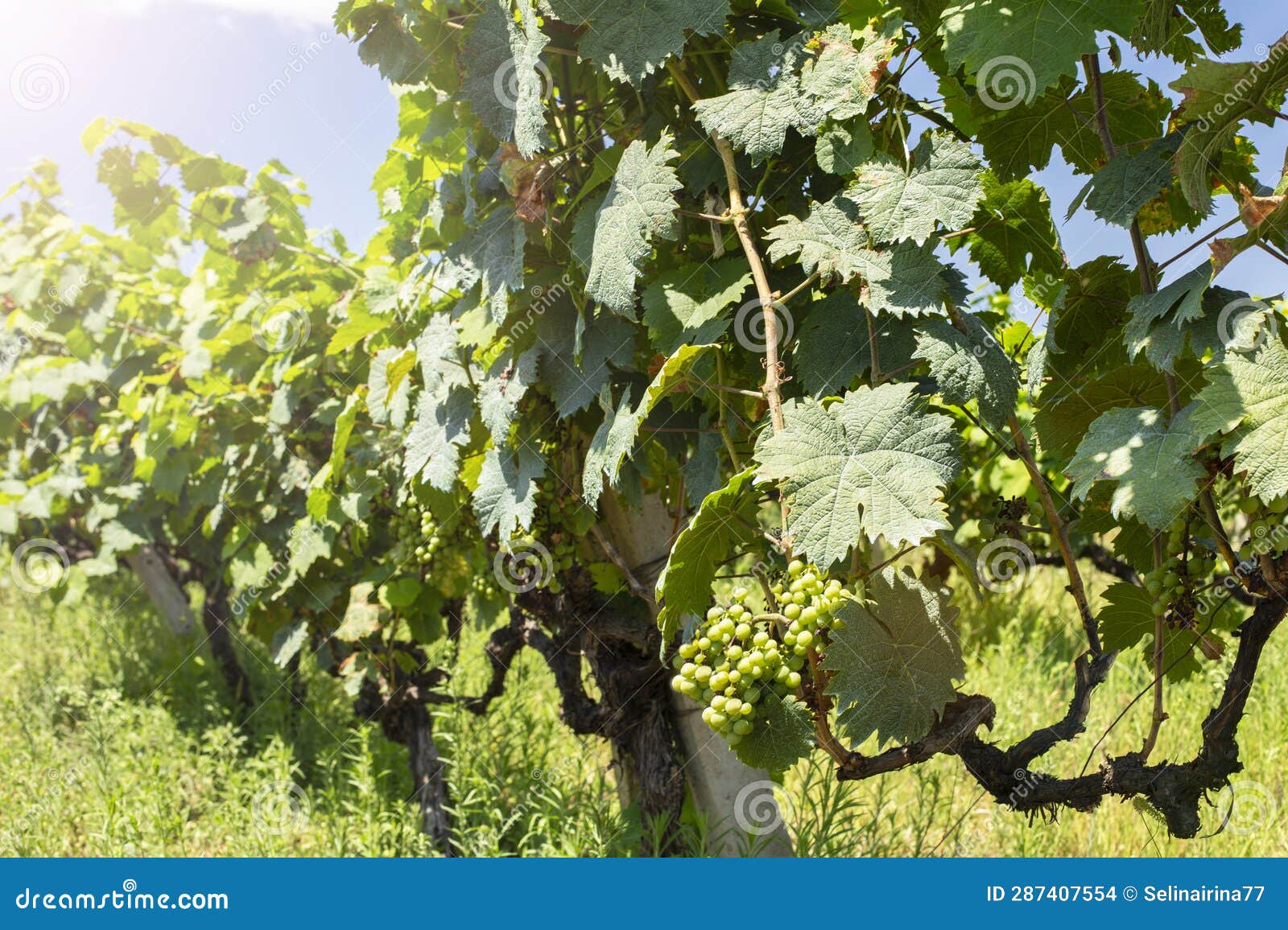 Grape Field Growing for Wine. Vineyard Hills Stock Photo - Image of ...