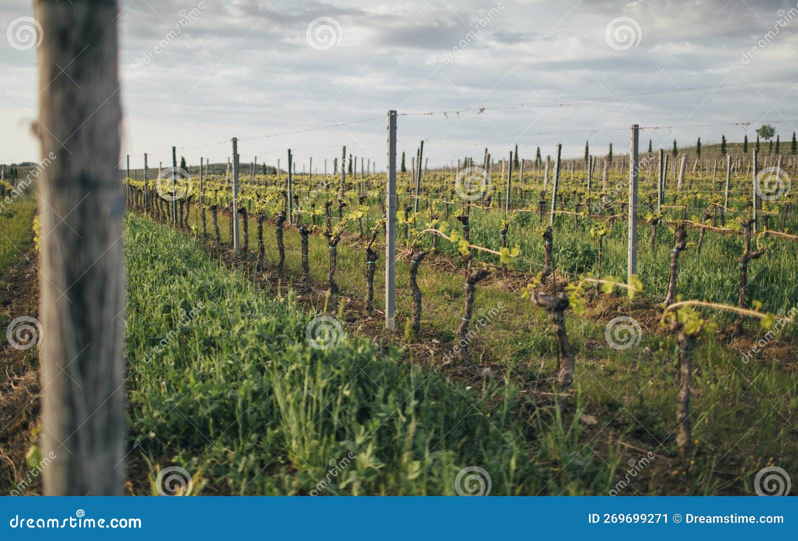 Grape Field Growing for Wine Stock Image - Image of agriculture, summer ...