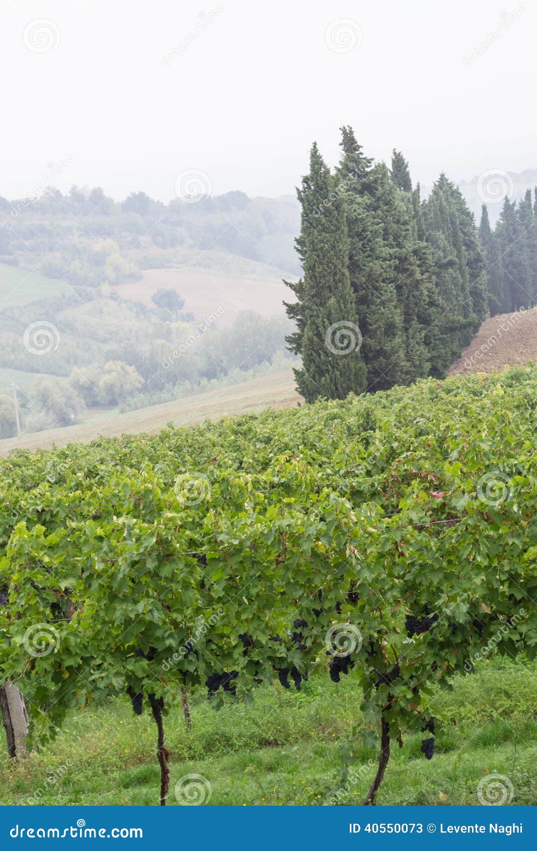 Grape field landscape stock image. Image of landscape - 40550073