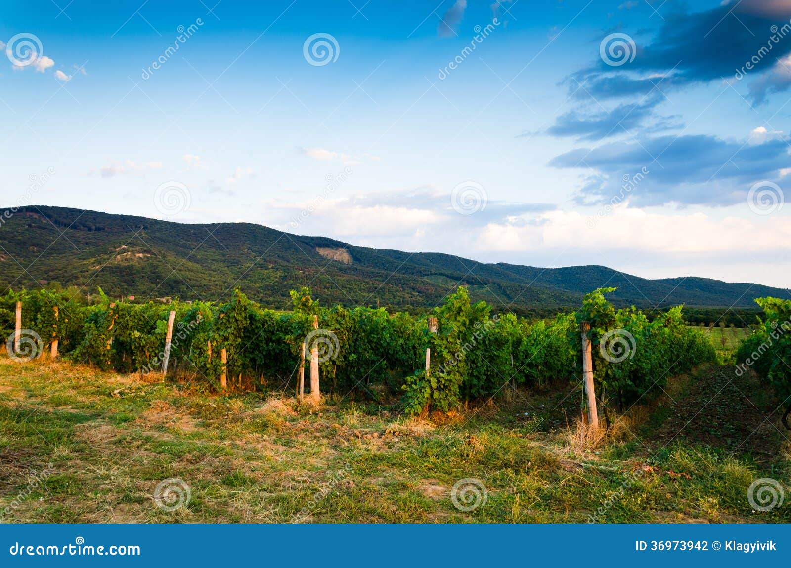 Grape field stock photo. Image of grapes, autumn, countryside - 36973942