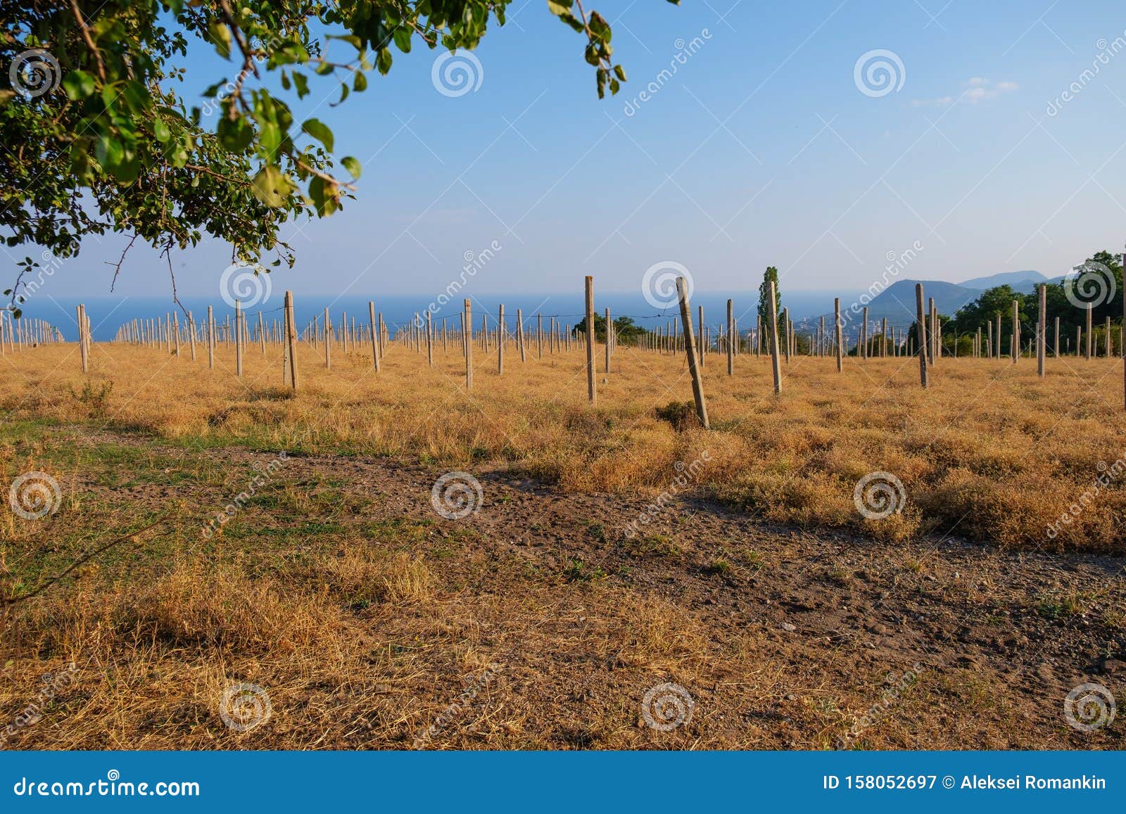 Grape Field without Trees. Dry Grass and Empty Posts Stock Image ...