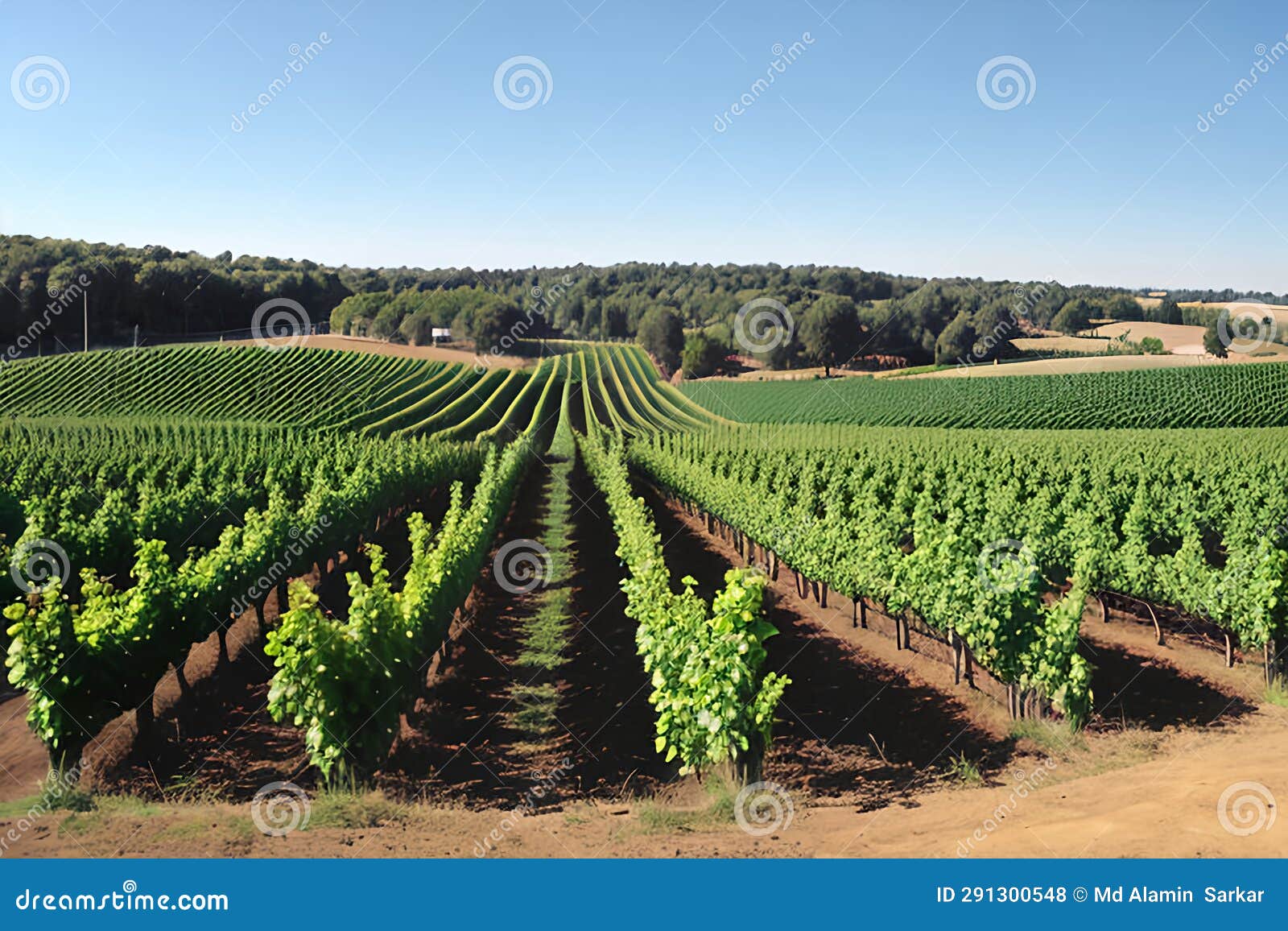 Grape Fields stock illustration. Illustration of barbaresco - 291300548