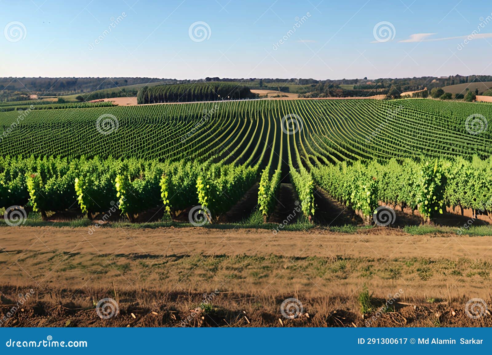 Grape Fields stock illustration. Illustration of barolo - 291300617